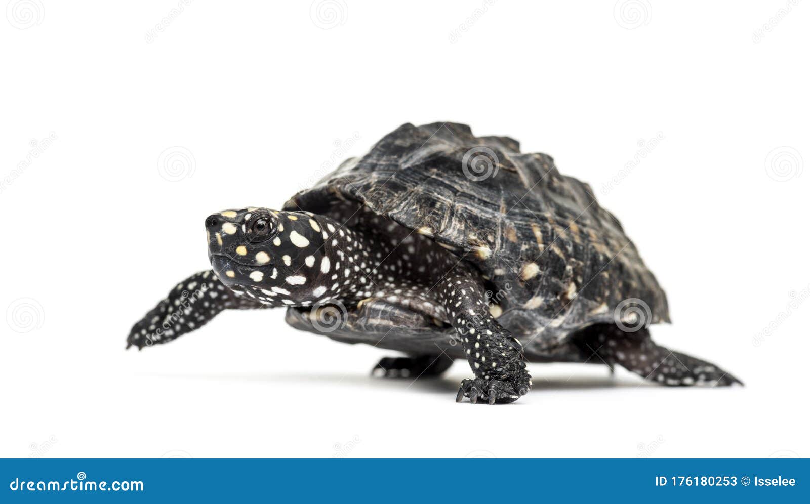 Side View of a Walking Black Pond Turtle, Geoclemys Hamiltonii Stock ...