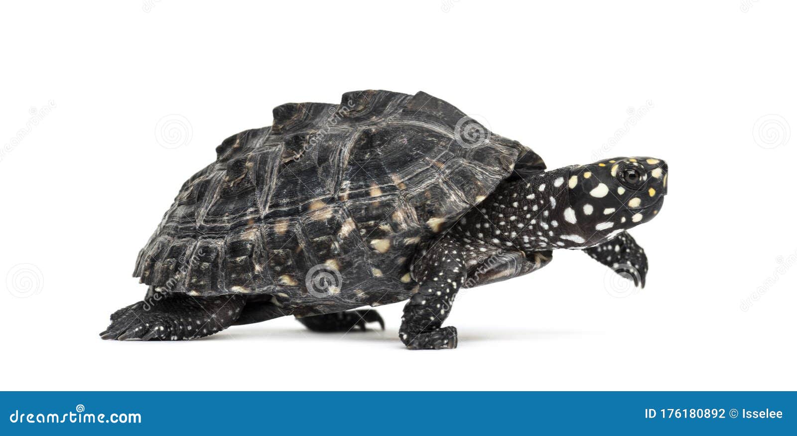 Side View of a Walking Black Pond Turtle, Geoclemys Hamiltonii Stock ...