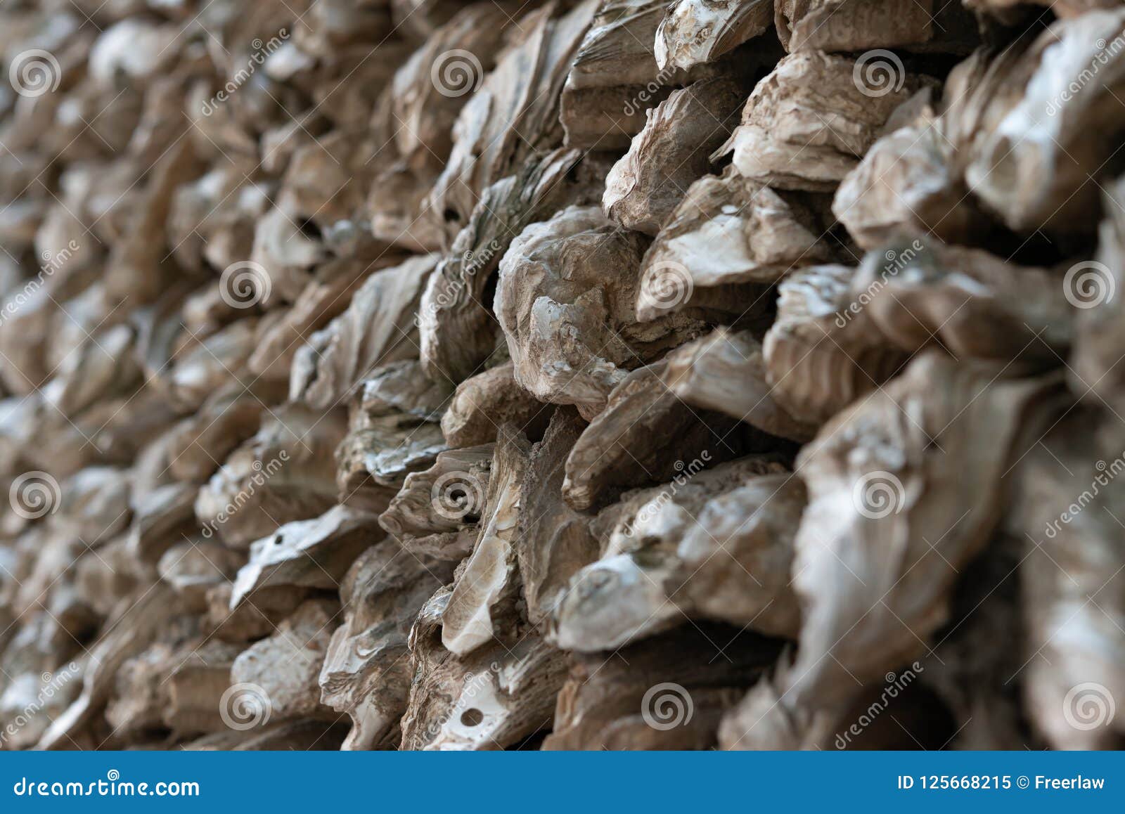 Side View Wall Made of Oyster Shells As Background Stock Image - Image ...