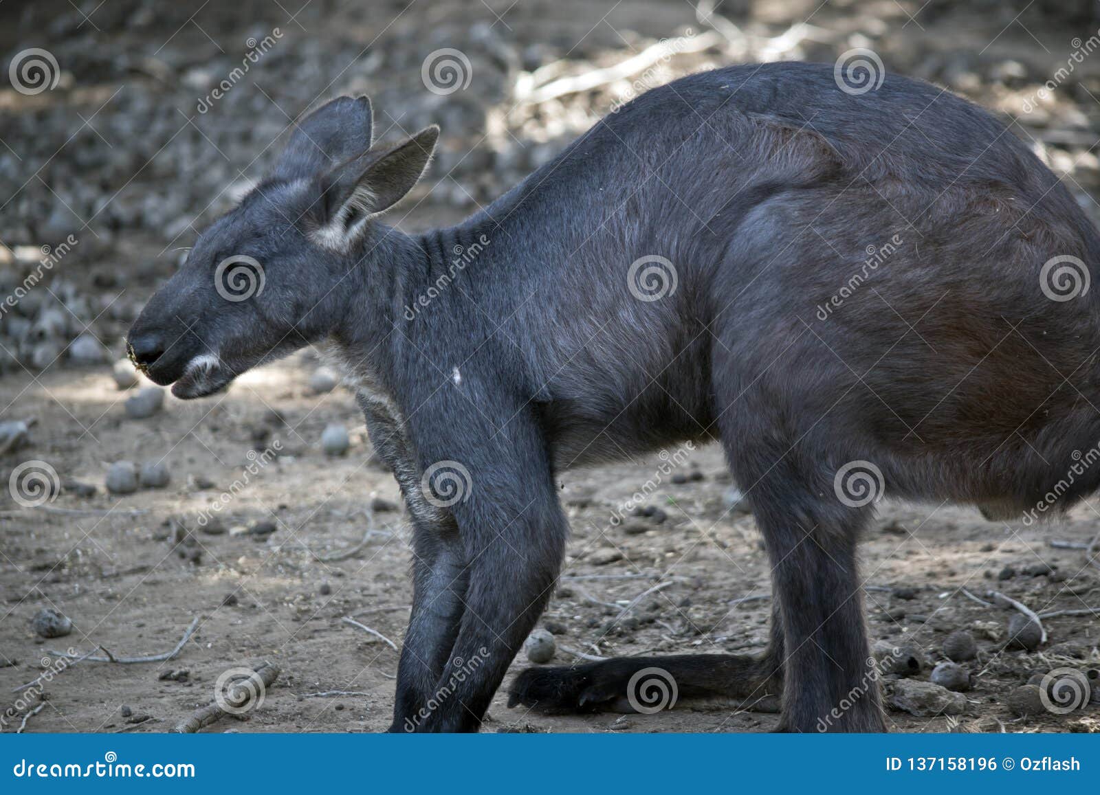 Wallaroo, Euro, Kangaroo stock photo. Image of friendly - 137158196