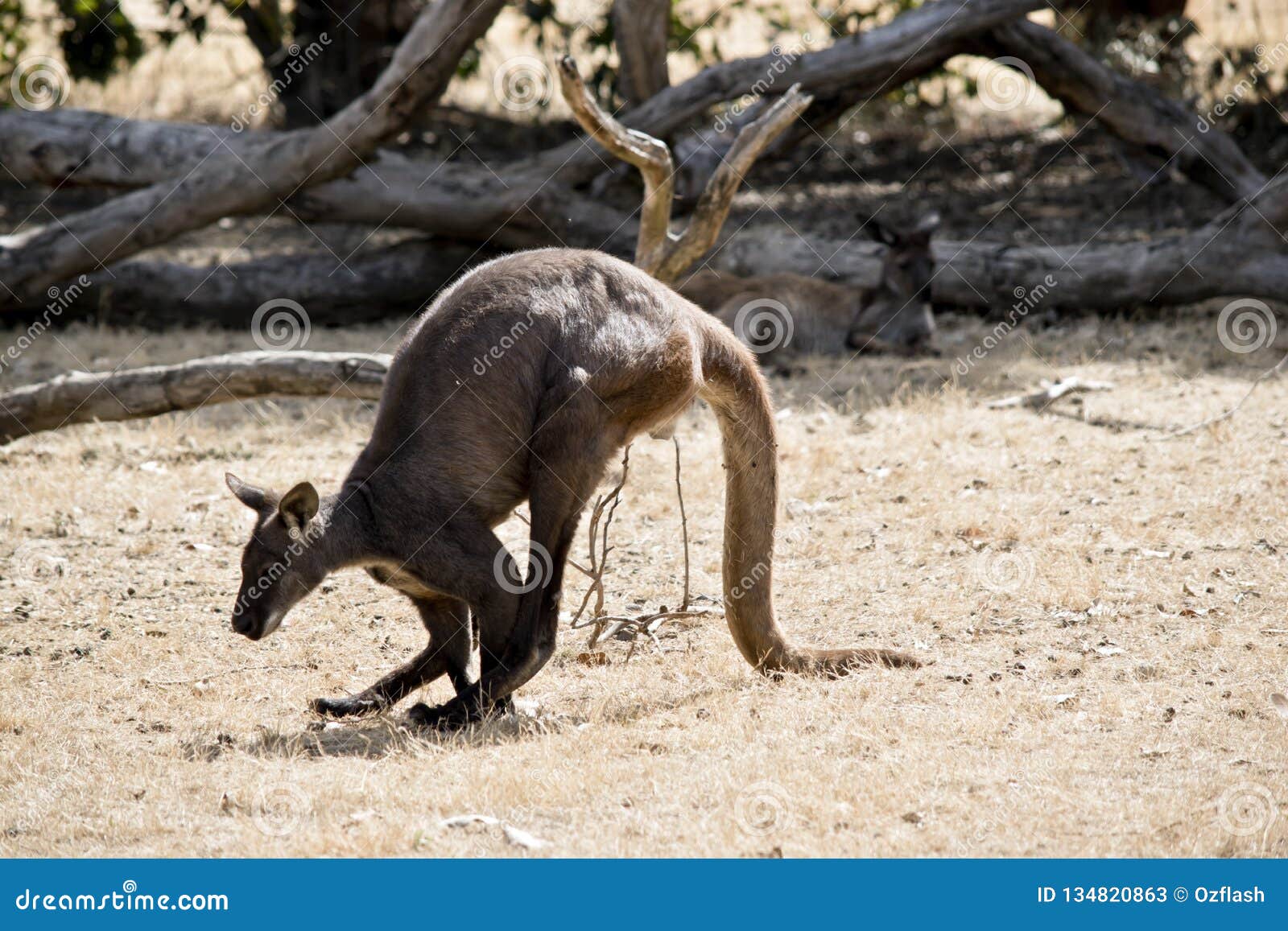 Wallaroo or euro stock image. Image of tail, nose, brown - 134820863