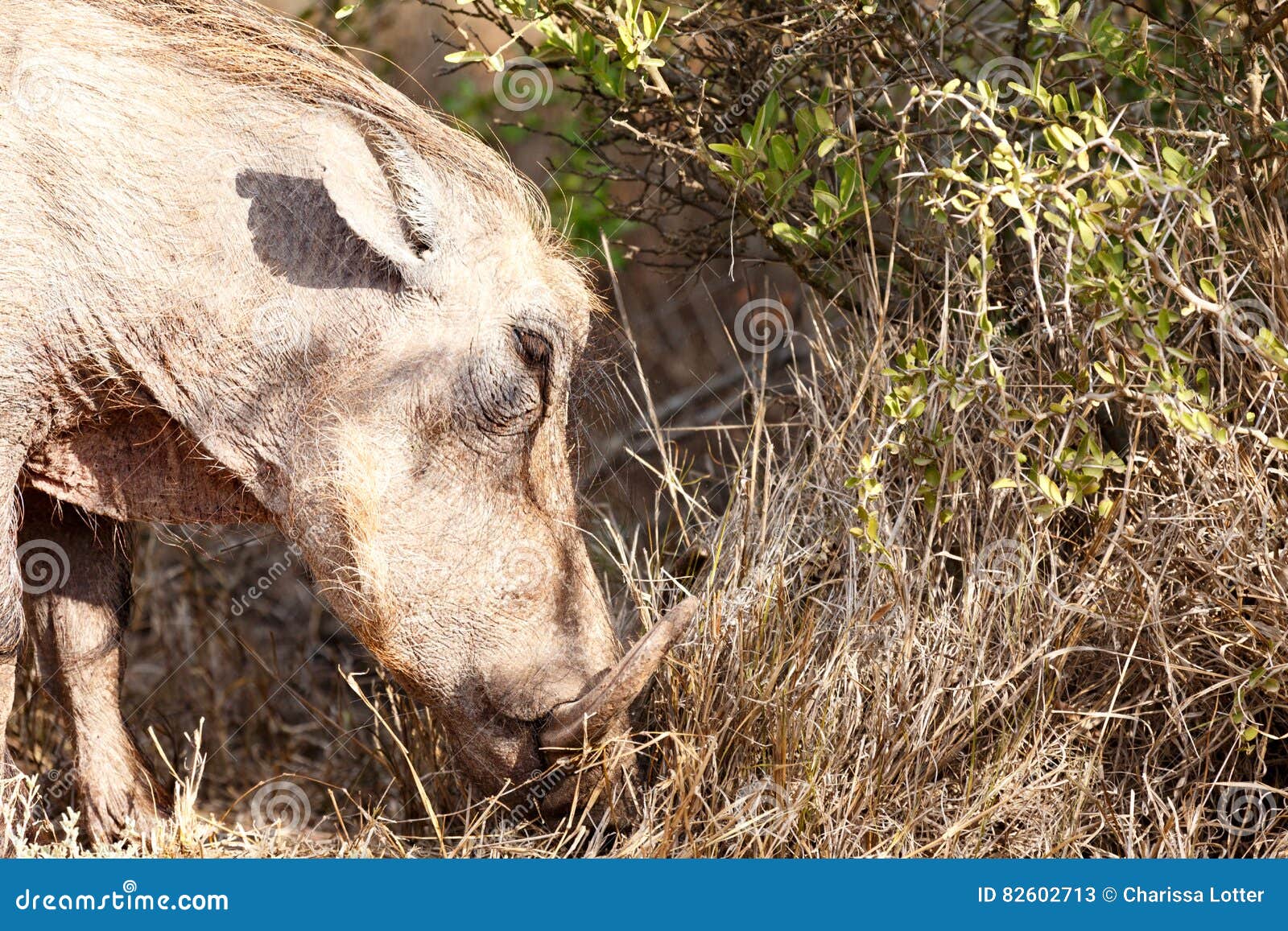 Side View of a Warthog Digging in the Grass Stock Image - Image of ...