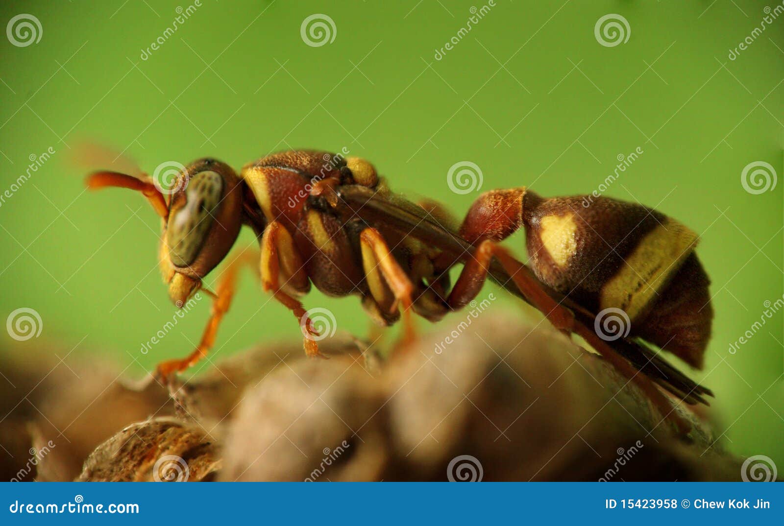Side view of a wasp stock photo. Image of paper, nest - 15423958