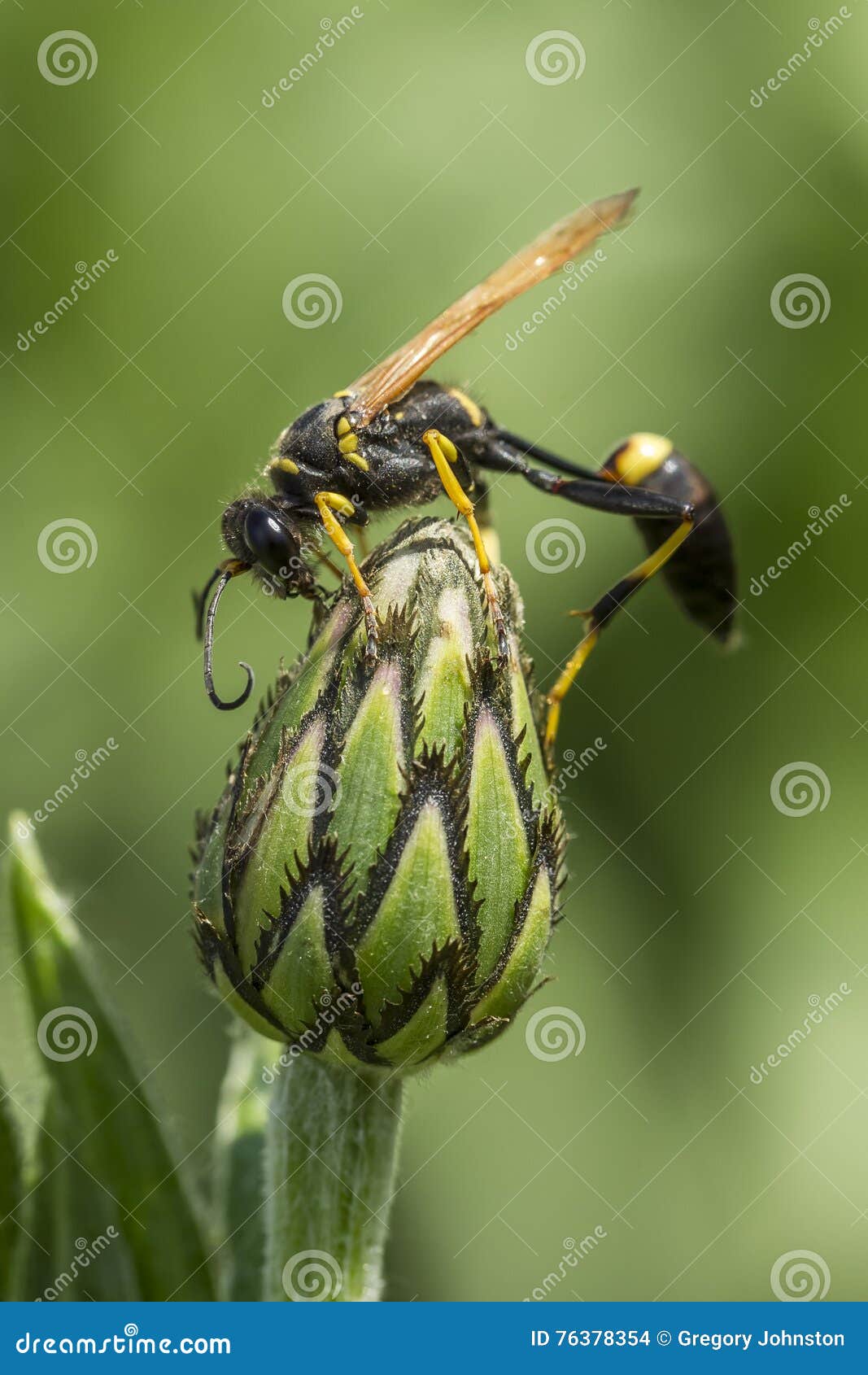 Side View of Wasp on Flower. Stock Photo - Image of close, garden: 76378354