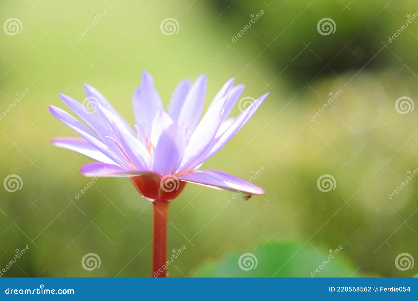 A Side View of a Water Lily Stock Photo - Image of bright, attractive ...