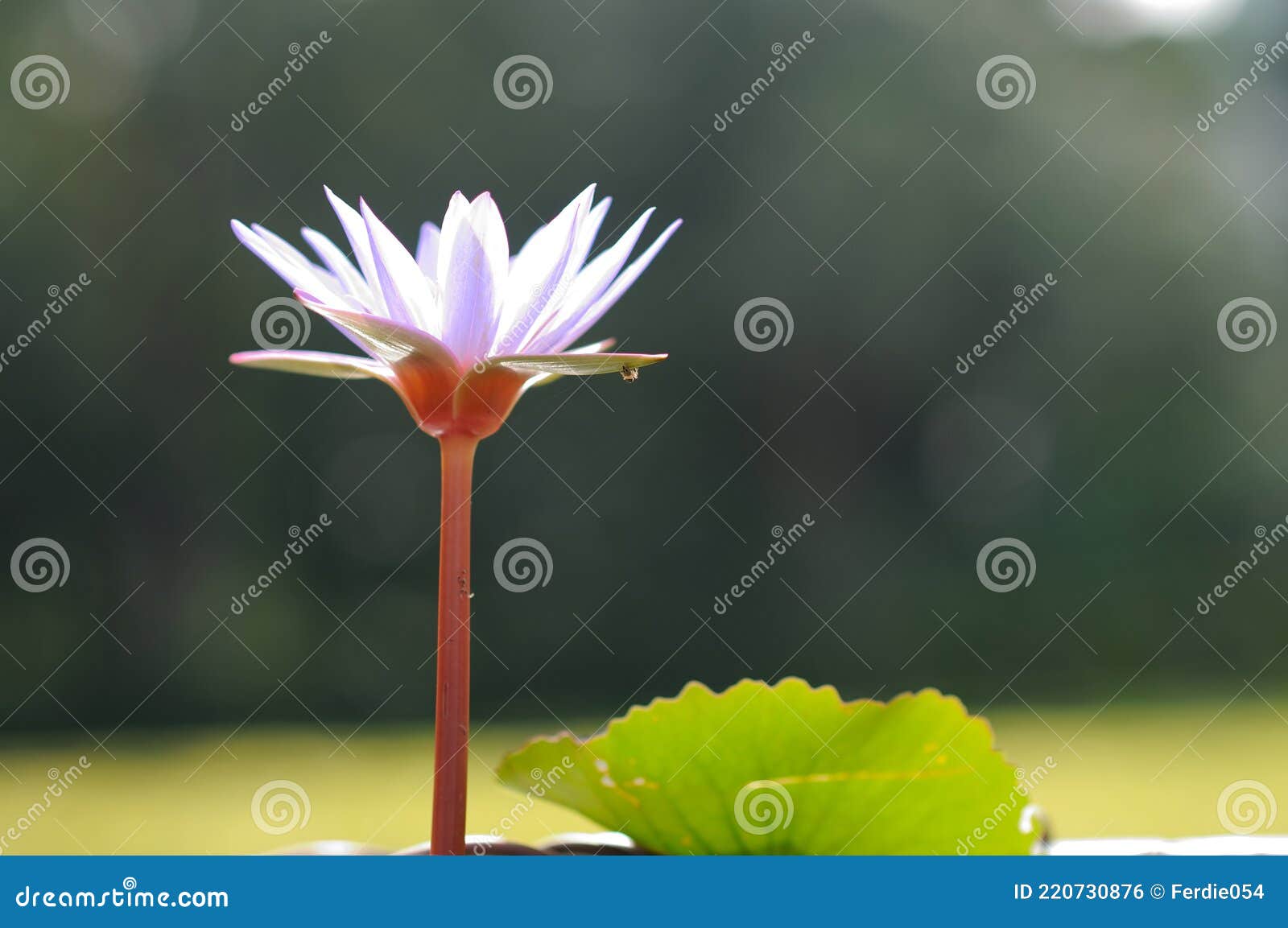 A Side View of a Water Lily Stock Photo - Image of flower, side: 220730876