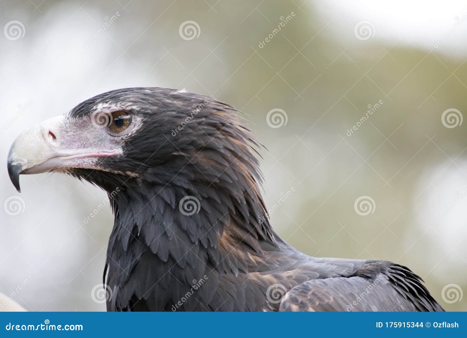 This is a Side View of a Wedge Tail Eagle Stock Photo - Image of tailed ...