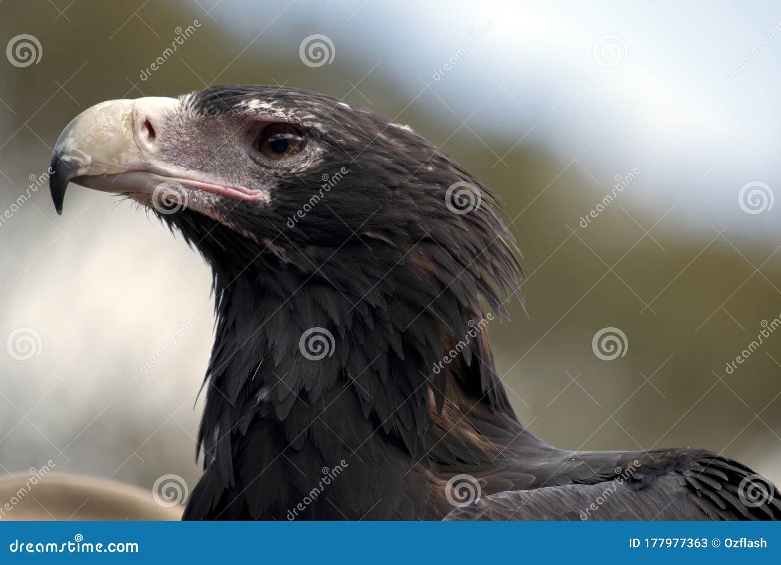 This is a Side View of a Wedge Tail Eagle Stock Image - Image of nature ...