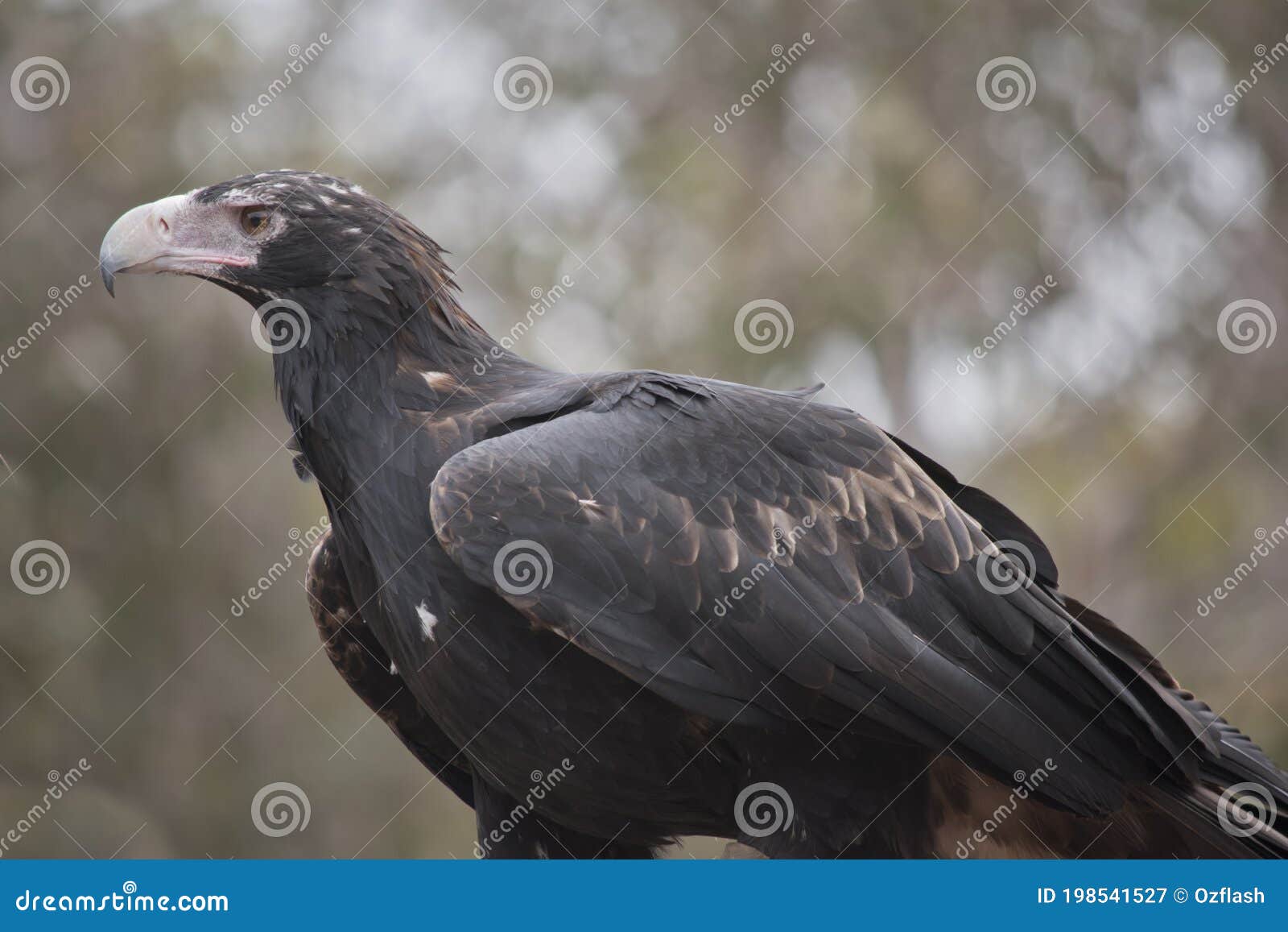 This is a Side View of a Wedge Tailed Eagle Stock Image - Image of ...