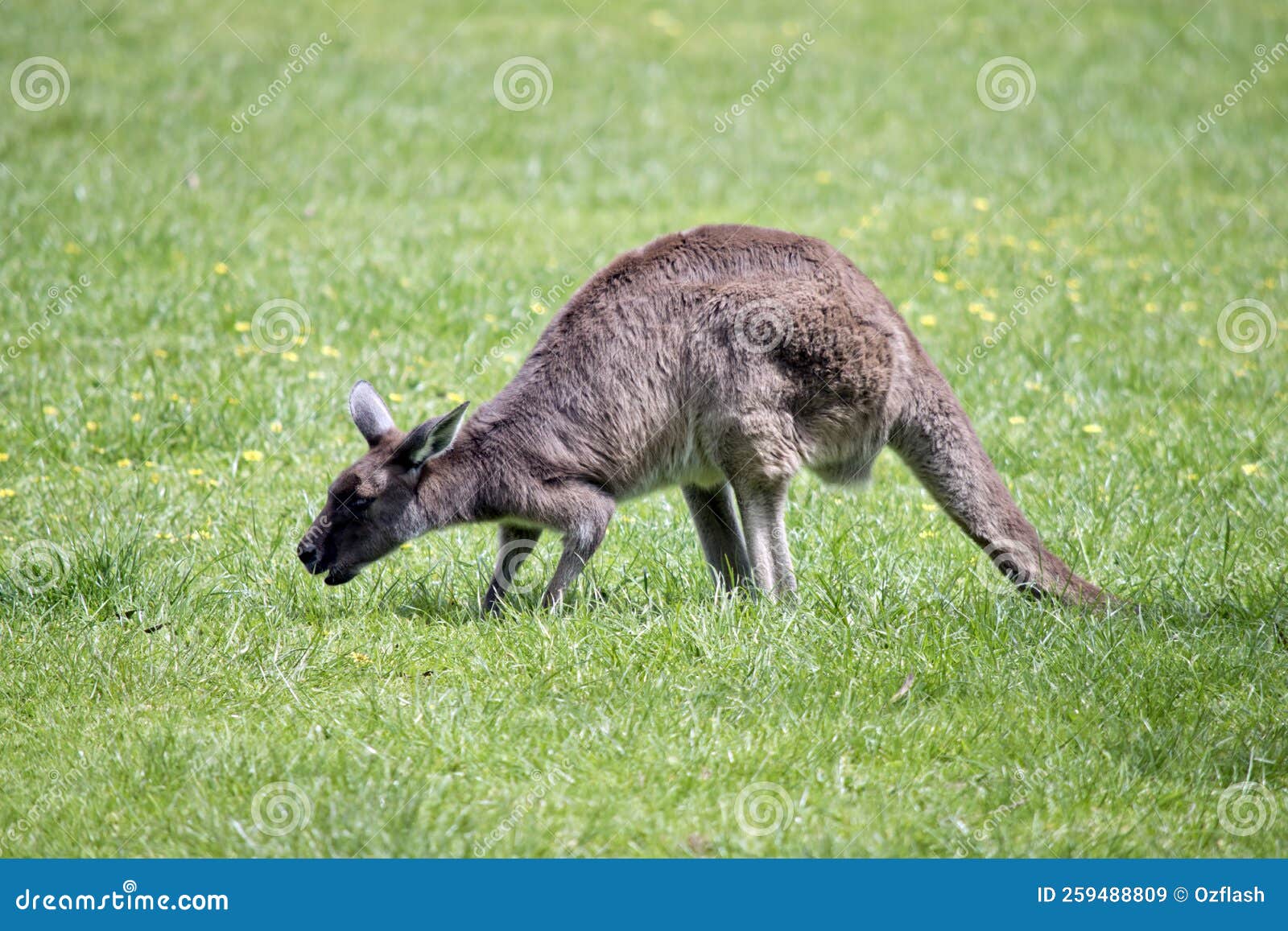 The Western Grey Kangaroo is Light Brown with a White Chest Stock Image ...