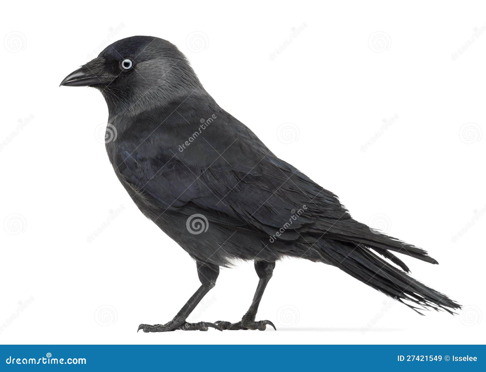 Jackdaw Stock Image | CartoonDealer.com #489703