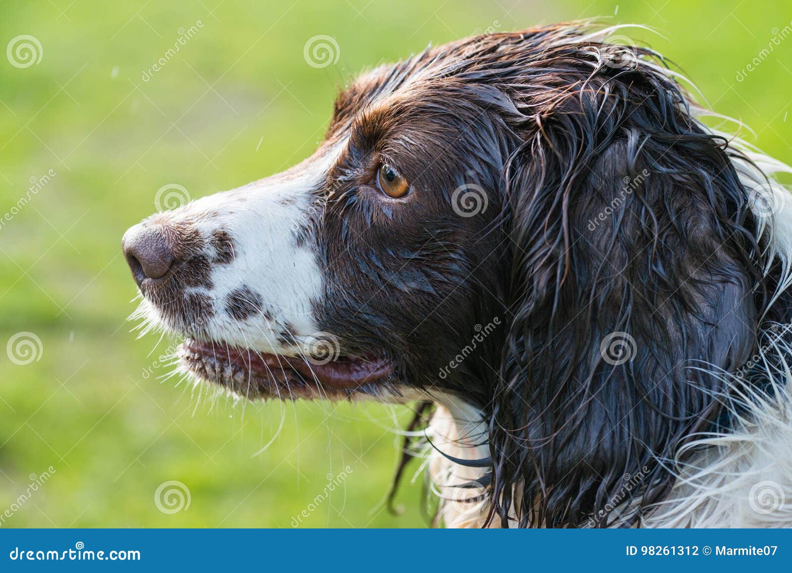 Side View of a Wet Springer Spaniel Stock Photo - Image of green ...