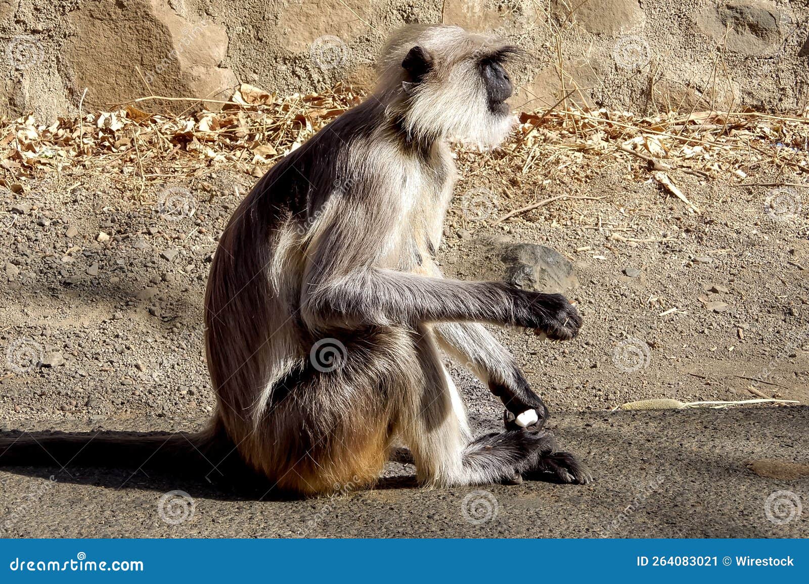 Side View of a White and Black Monkey (Cercopithecidae) Sitting on the ...