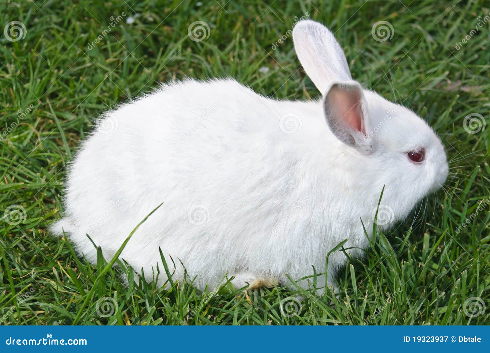 Side view of white bunny stock image. Image of domestic - 19323937