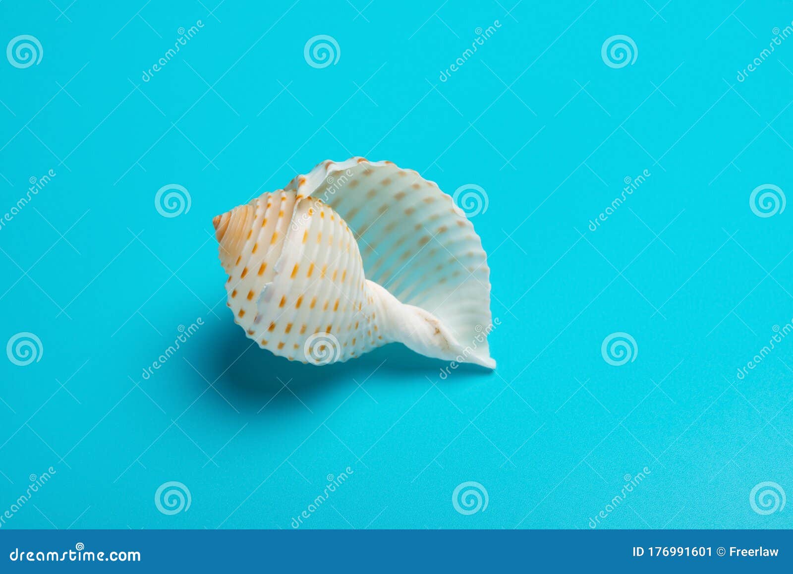 White Color Conch Shell on a Blue Background Stock Image - Image of ...
