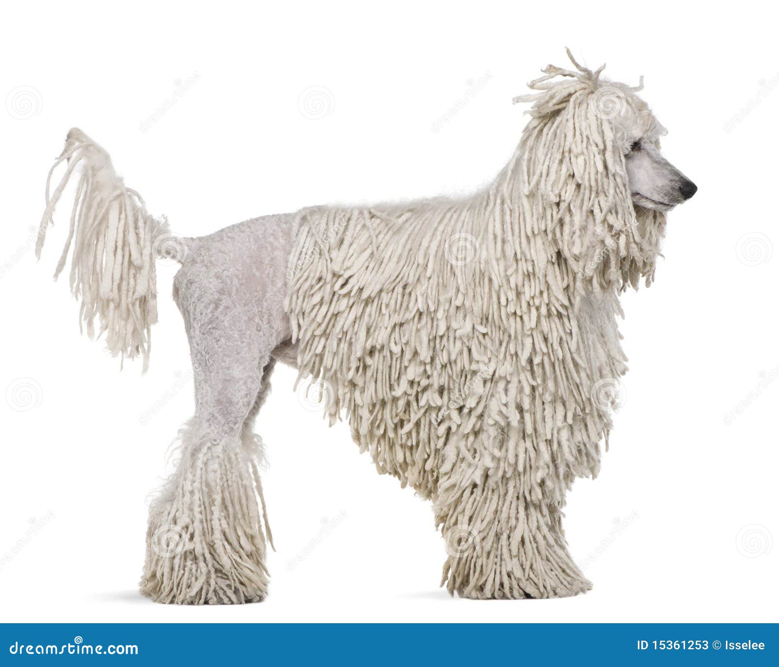 Side View of White Corded Standard Poodle Standing Stock Image - Image ...