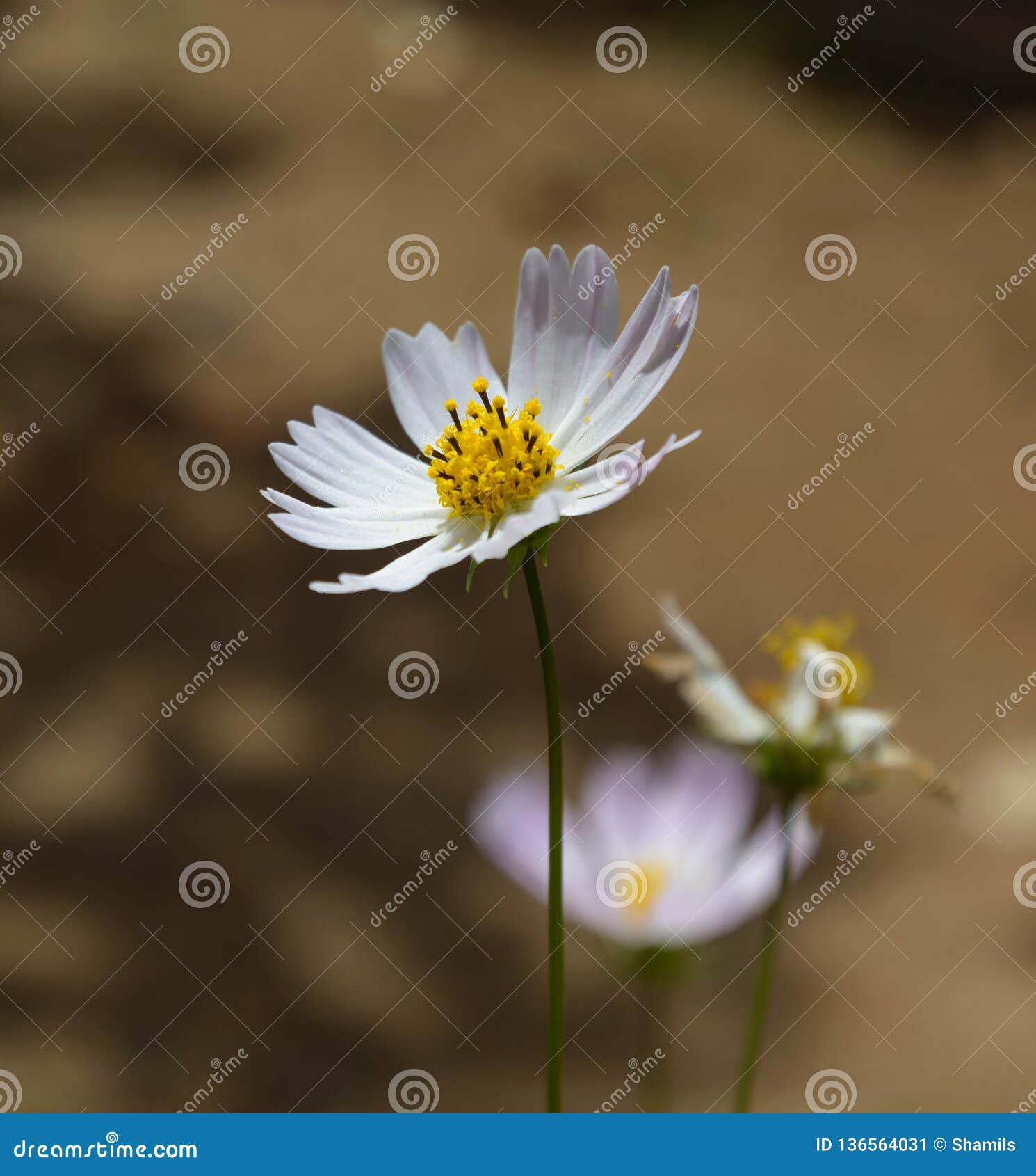 White Coreopsis Flowers -Sun Loving Perennials Of The Daisy Family ...