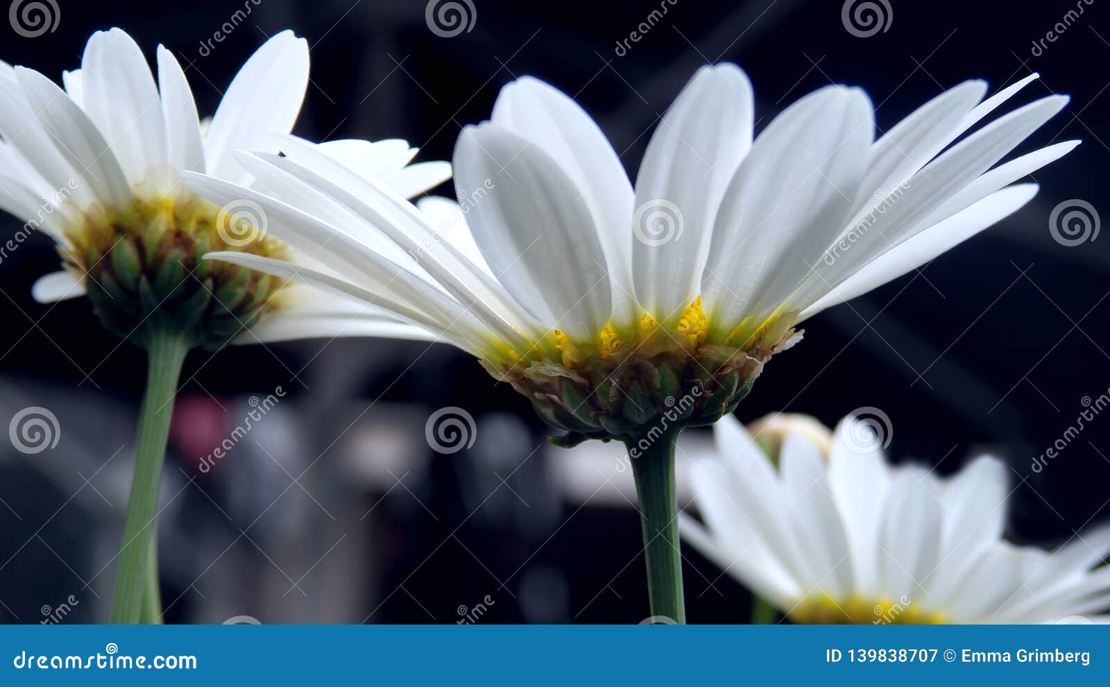 Side View of White Daisy Flowers Closeup in Backlight Stock Image ...