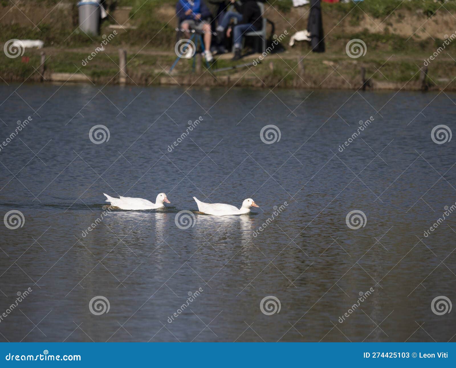 Side View of White Ducks on a Lake in Autumn Stock Image - Image of ...