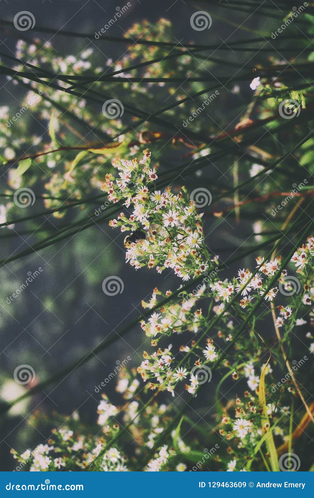A Side View of White Flowers Hanging from the Trees Stock Image - Image ...