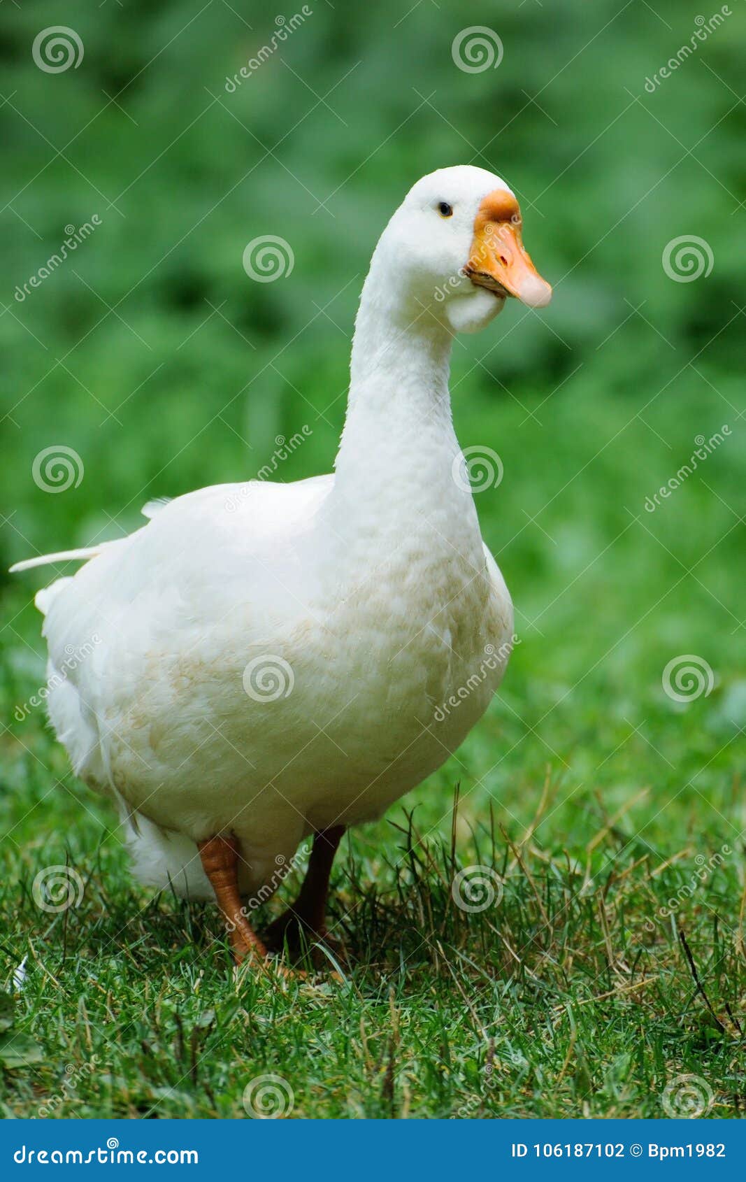 Side view of white goose. stock photo. Image of bird - 106187102
