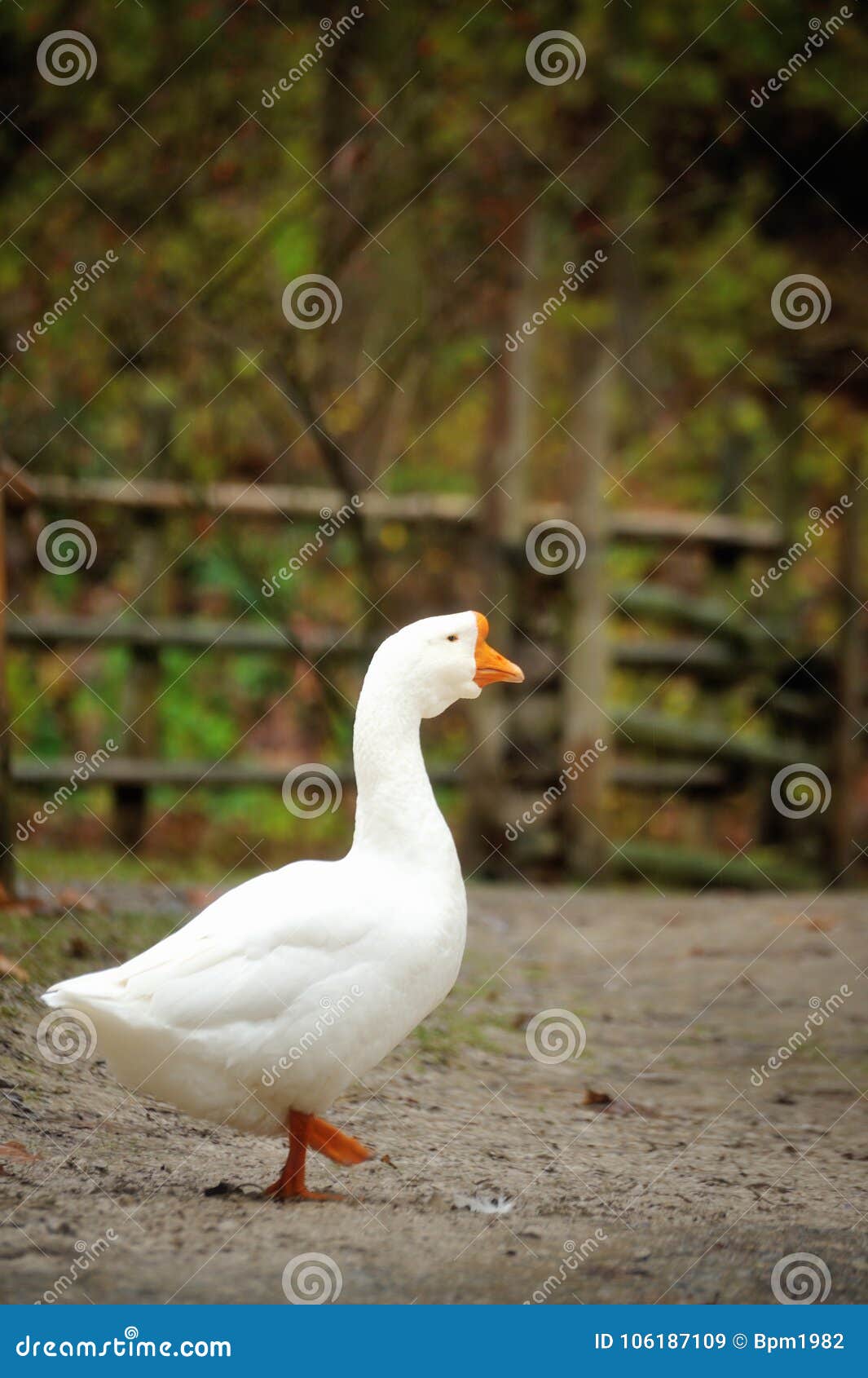 Side view of white goose. stock image. Image of livestock - 106187109