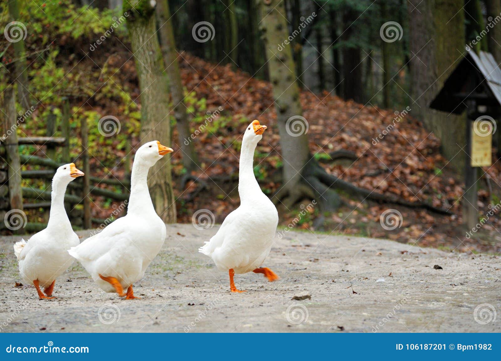 Side view of white goose. stock image. Image of fowl - 106187201