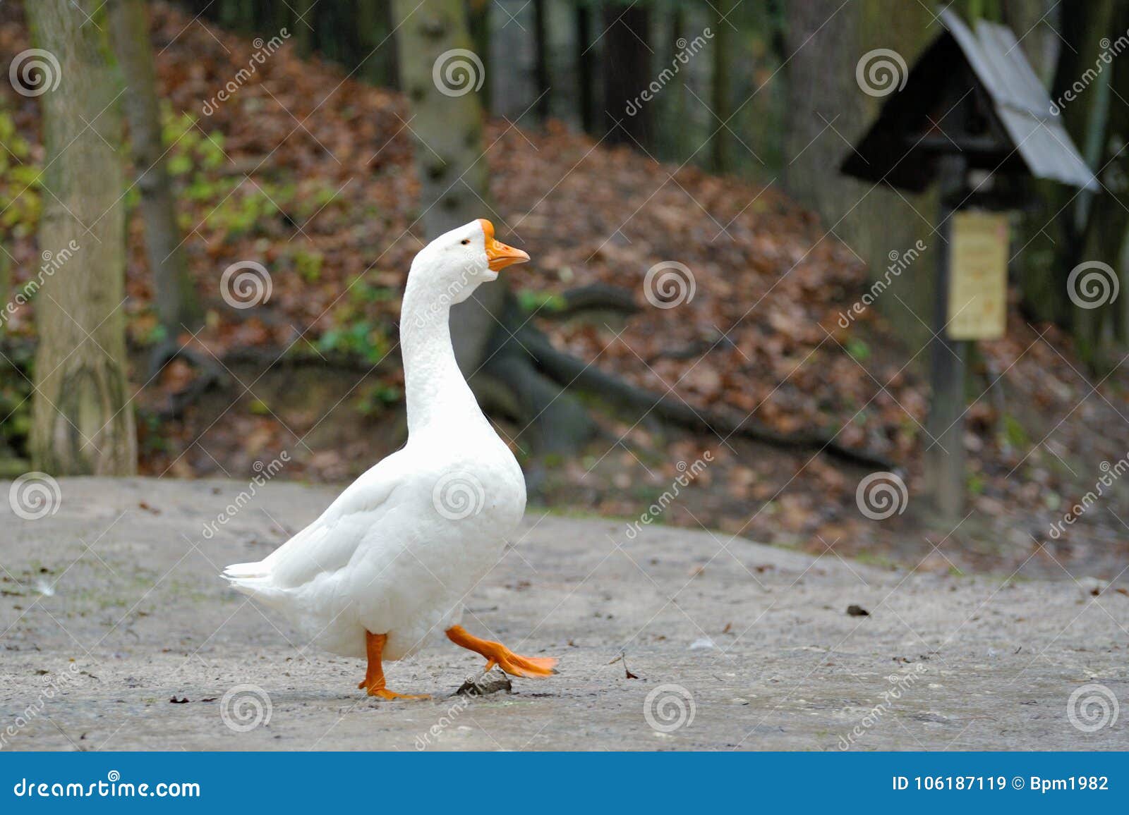 Side view of white goose. stock image. Image of agriculture - 106187119