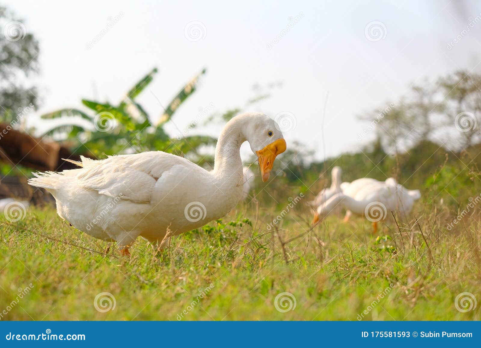 Side View of White Goose Standing on Grass Stock Image - Image of ...