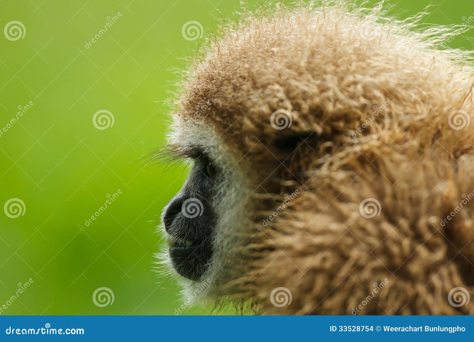 Side View of a White-handed Gibbon Stock Photo - Image of gibbon, wild ...