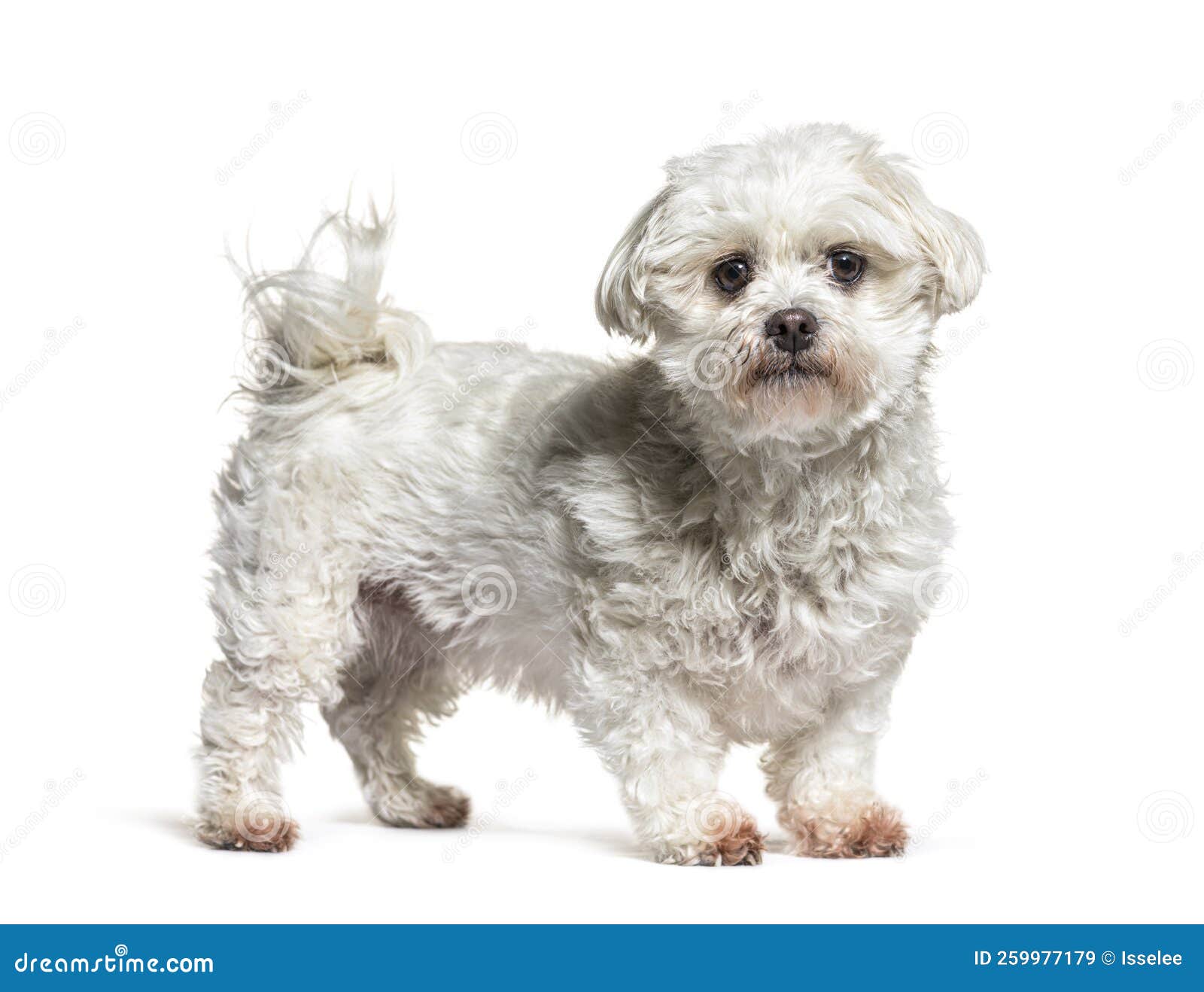 Side View of a White Maltese Dog Standing Looking at Camera, Isolated ...