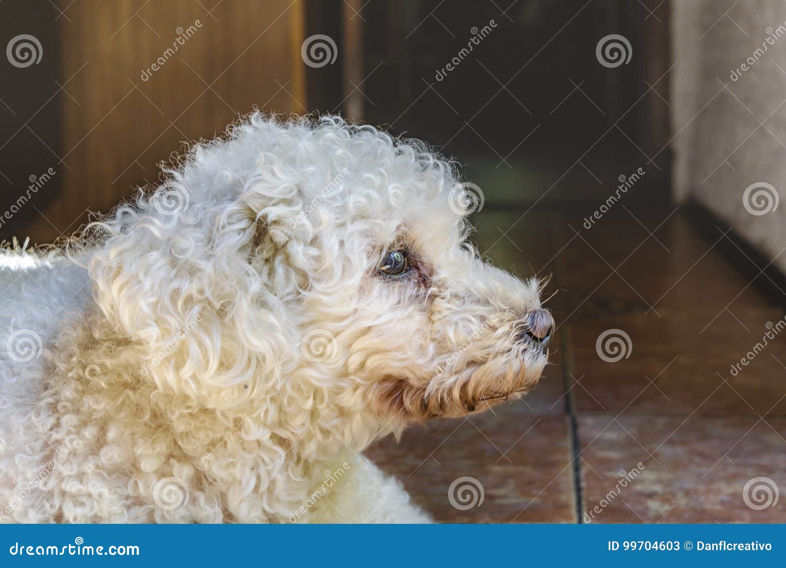 White Poodle with Sad Expression Stock Image - Image of interior, cute ...
