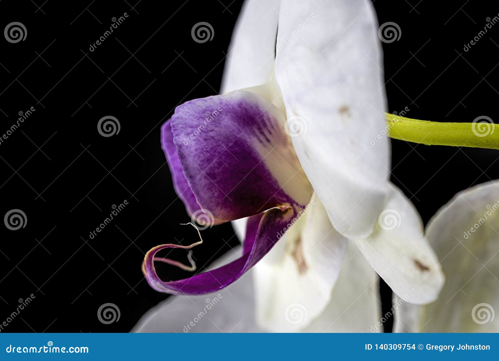 Side View of White and Purple Orchid Stock Photo - Image of bright ...