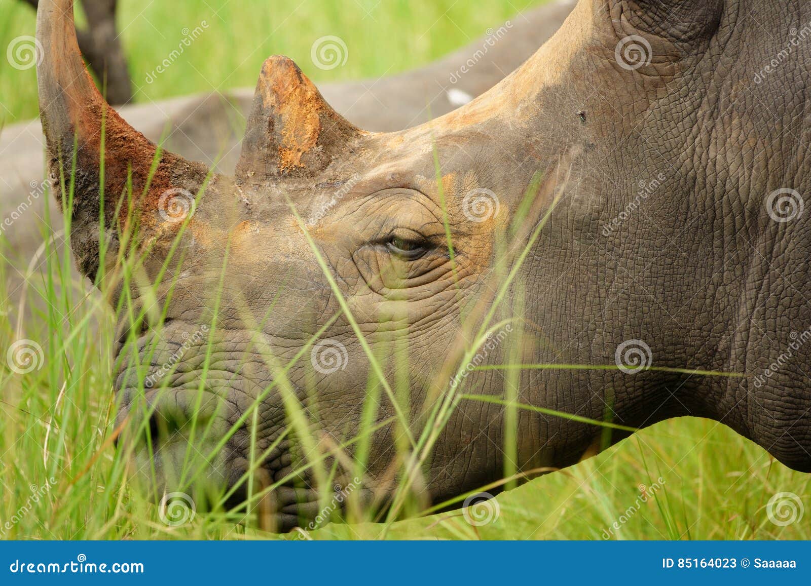 Side View of White Rhino in Uganda Stock Image - Image of profile, horn ...
