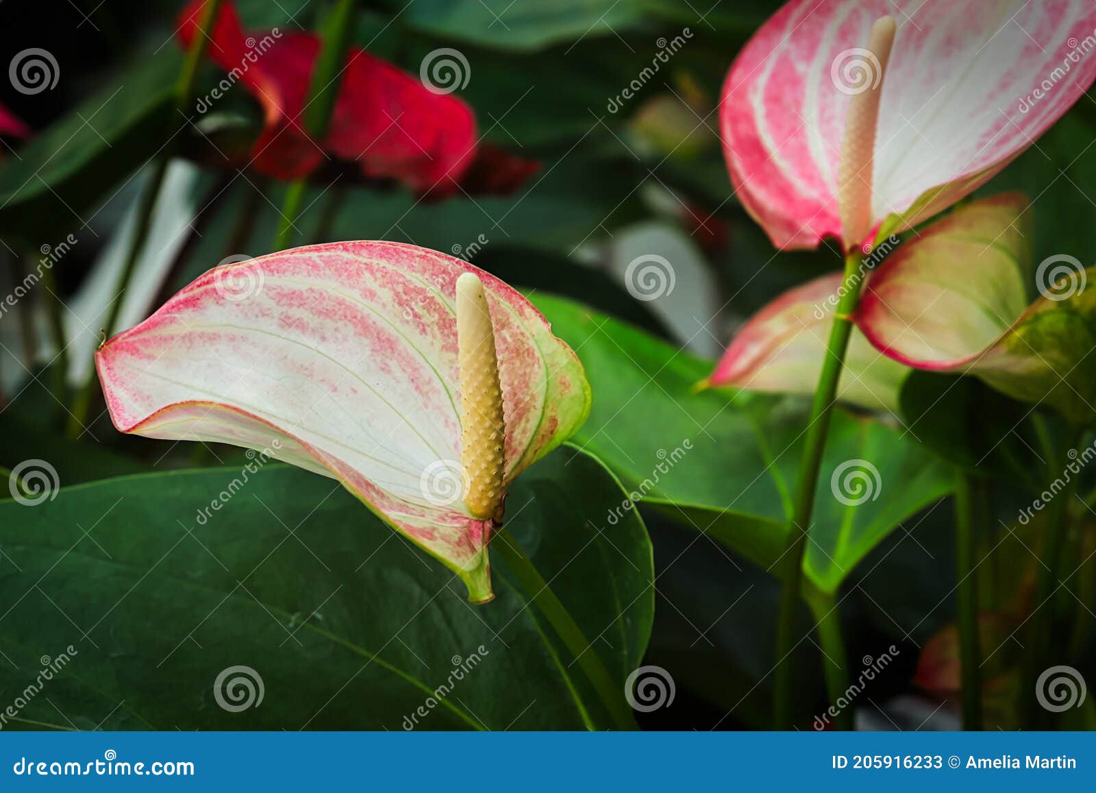 White Spadix Flower Stock Photography | CartoonDealer.com #66866684
