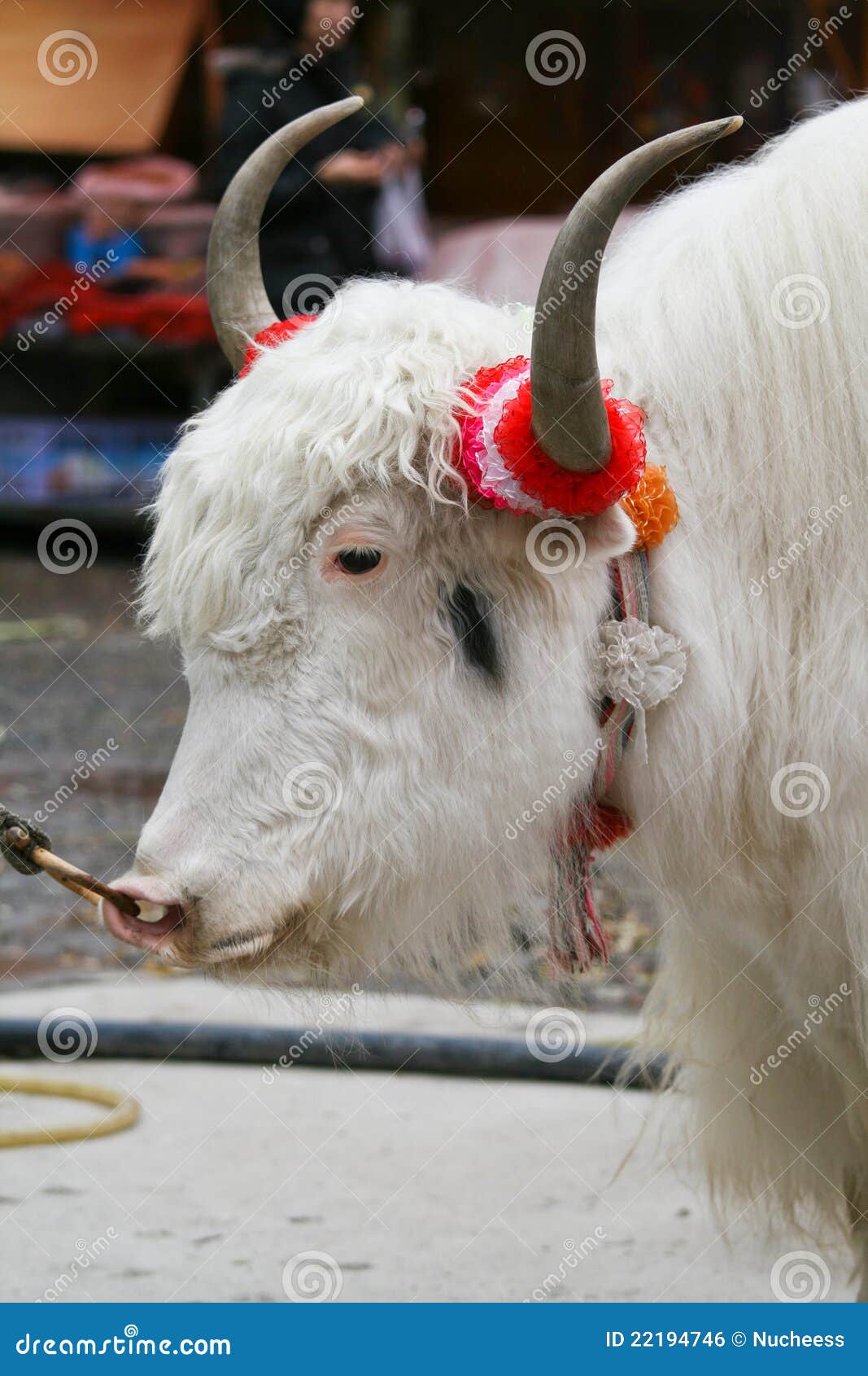 Side view of white yak stock photo. Image of rural, horn - 22194746