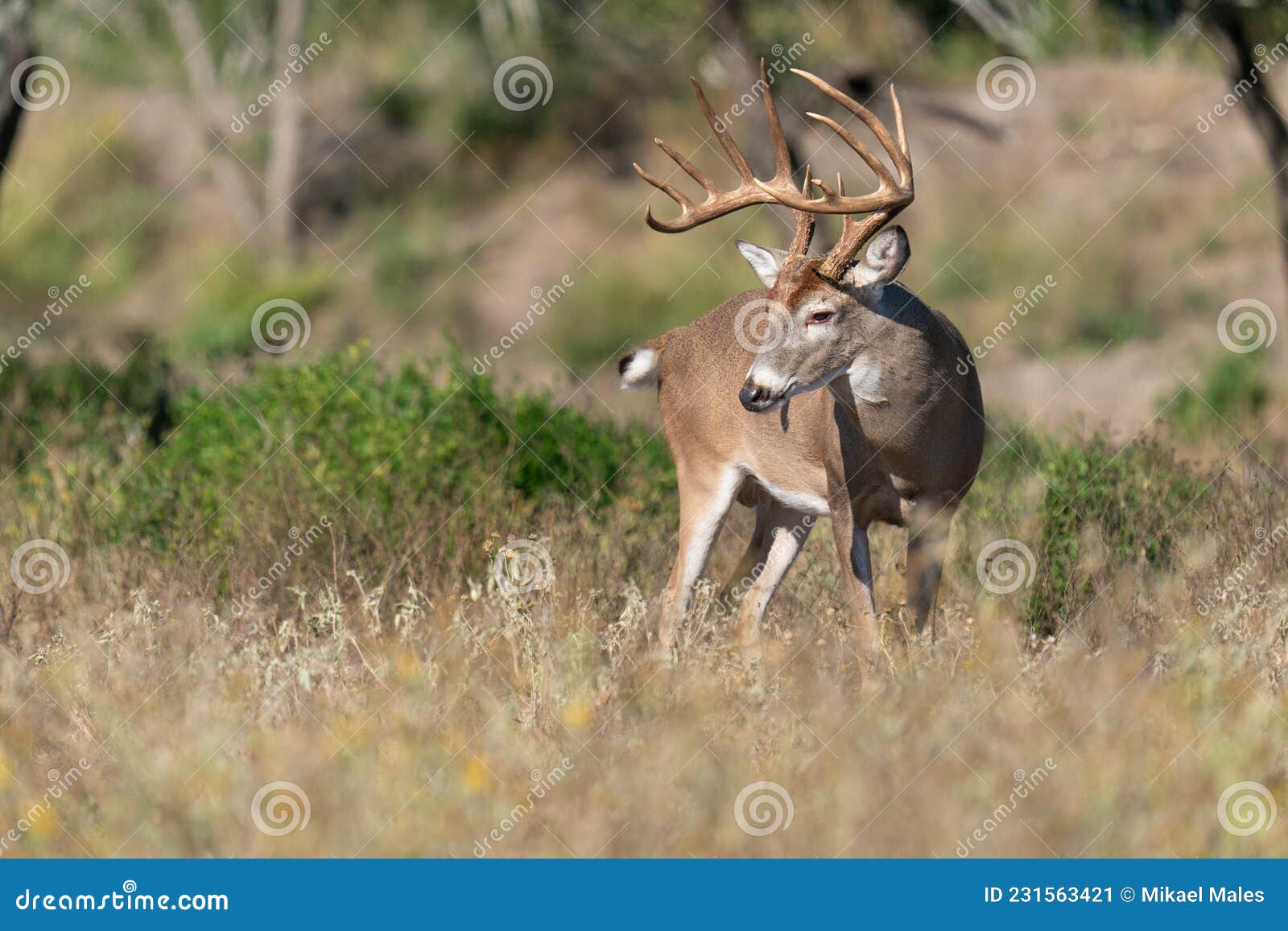 Side View of Whitetail Buck Standing in Sage Grass Stock Image - Image ...