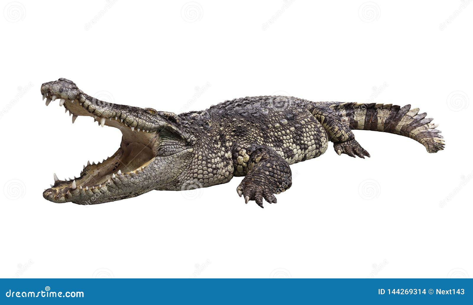 Side View of Wide Open Mount Crocodile Stock Photo - Image of full ...