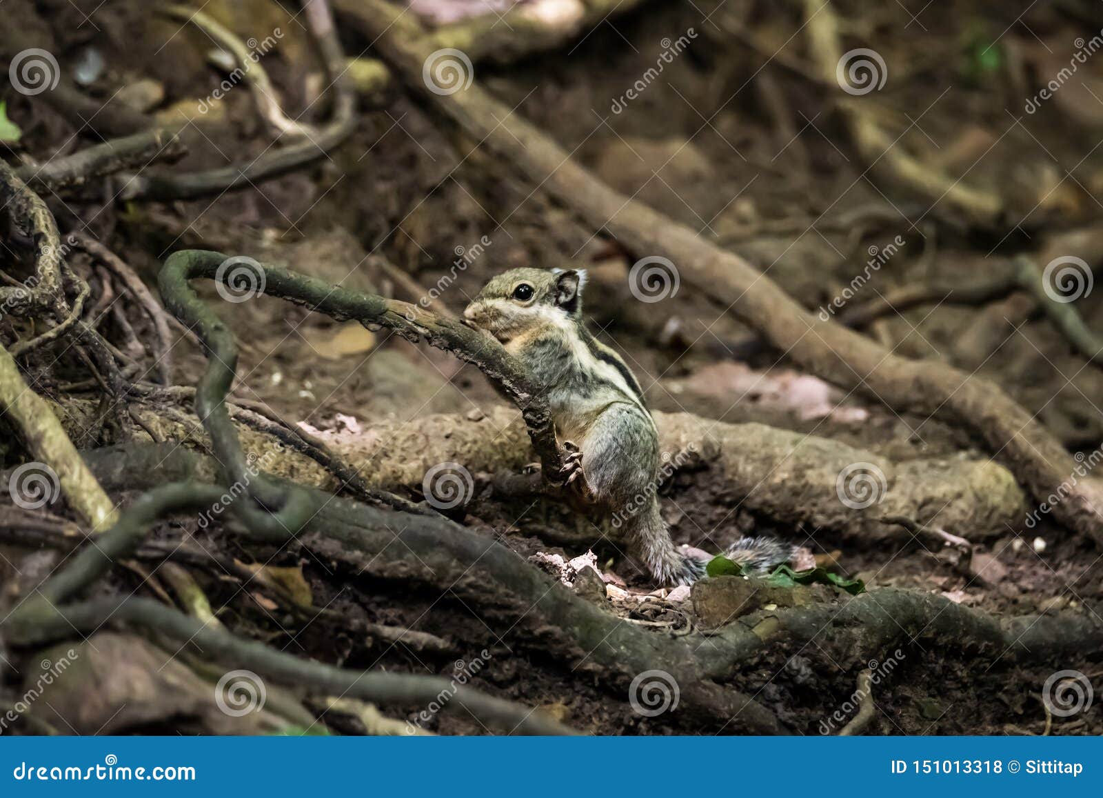 Side View of a Wild Chipmunk Stock Photo - Image of natural, cute ...