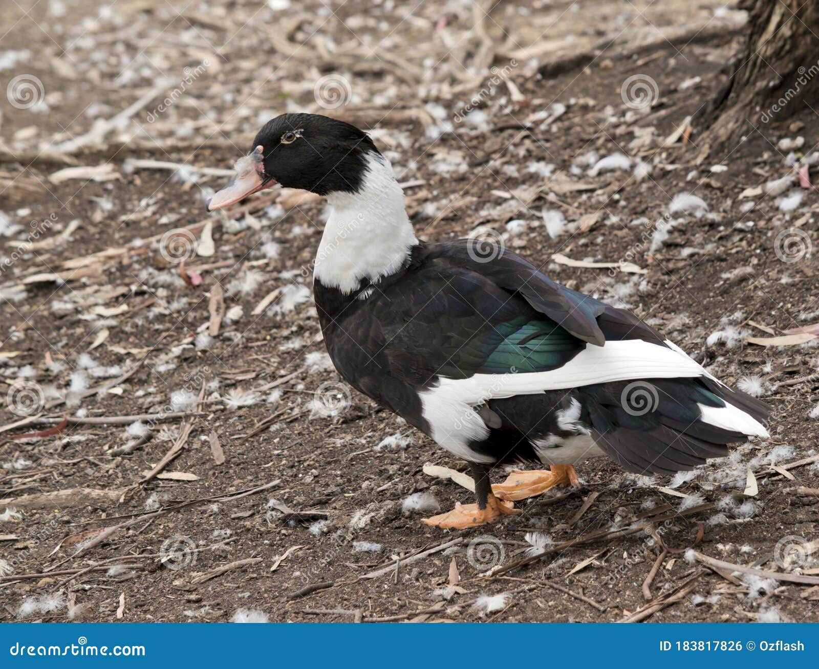 This is a Side View of a Wild Duck Stock Photo - Image of fowl, ripple ...