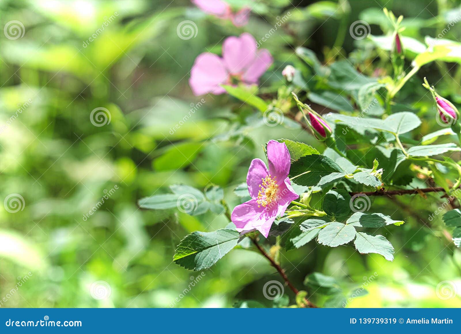 Side View of a Wild Rose with a Blurred Background Stock Image - Image ...