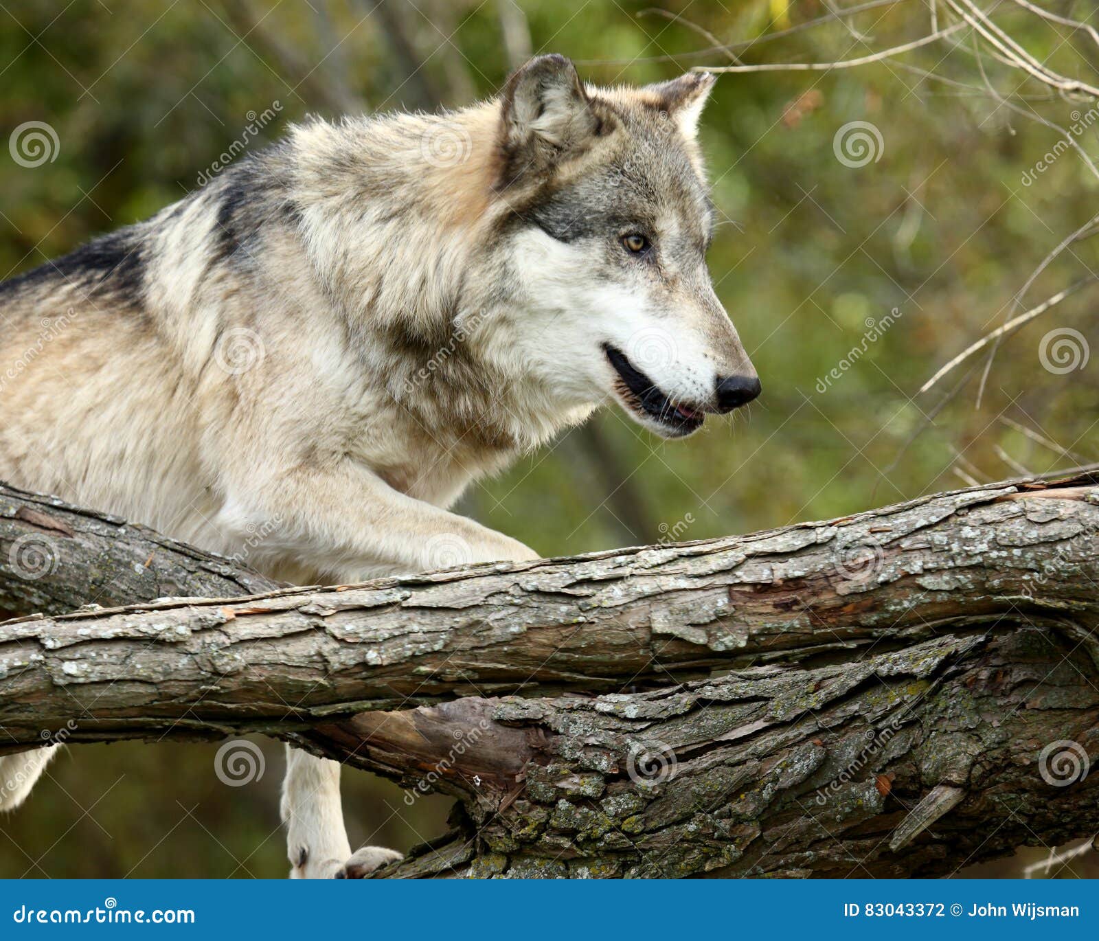 Side View of a Wolf Climbing Onto a Fallen Tree Stock Photo - Image of ...