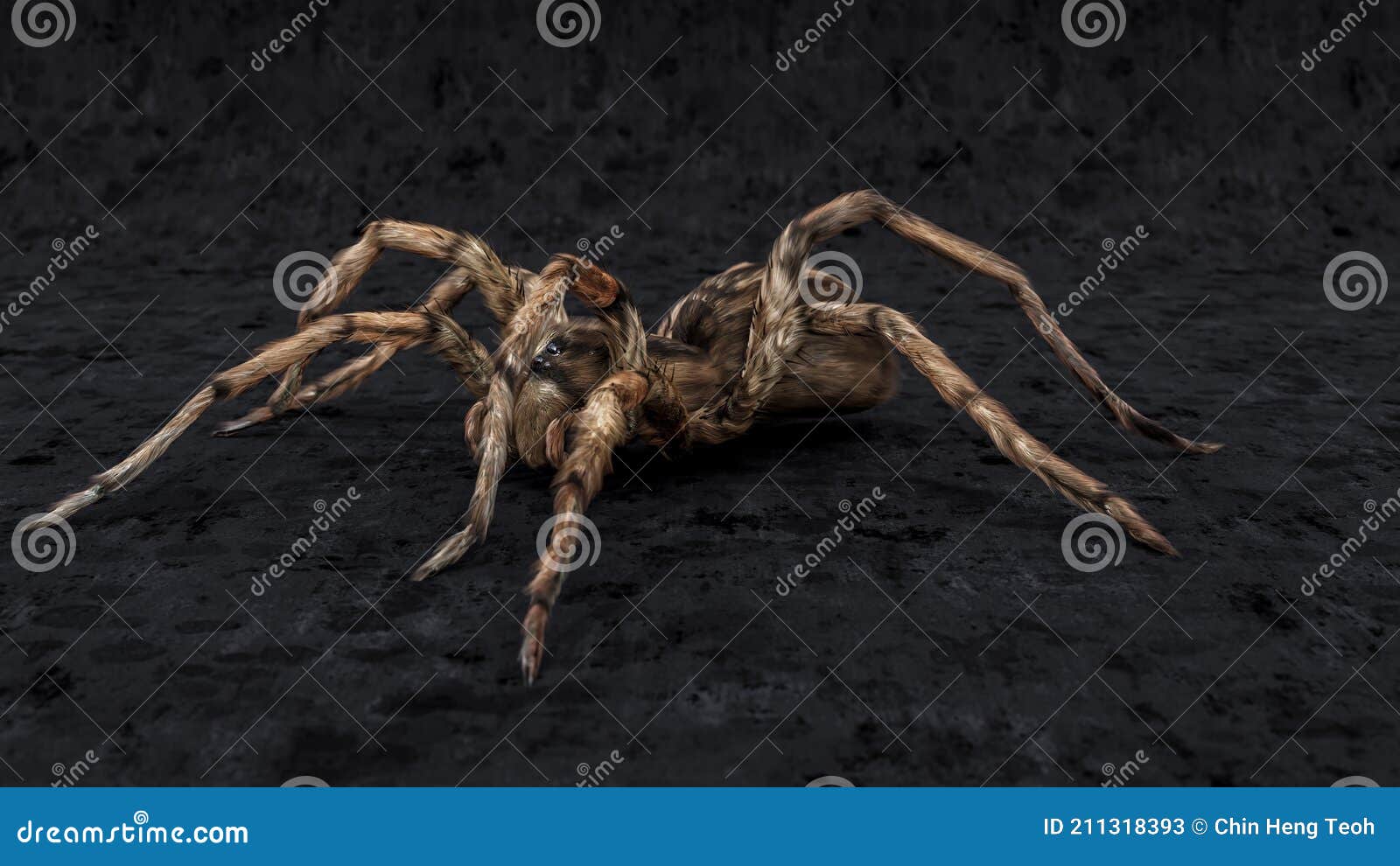 Side View of Wolf Spider Macro Studio on Black Background Stock ...