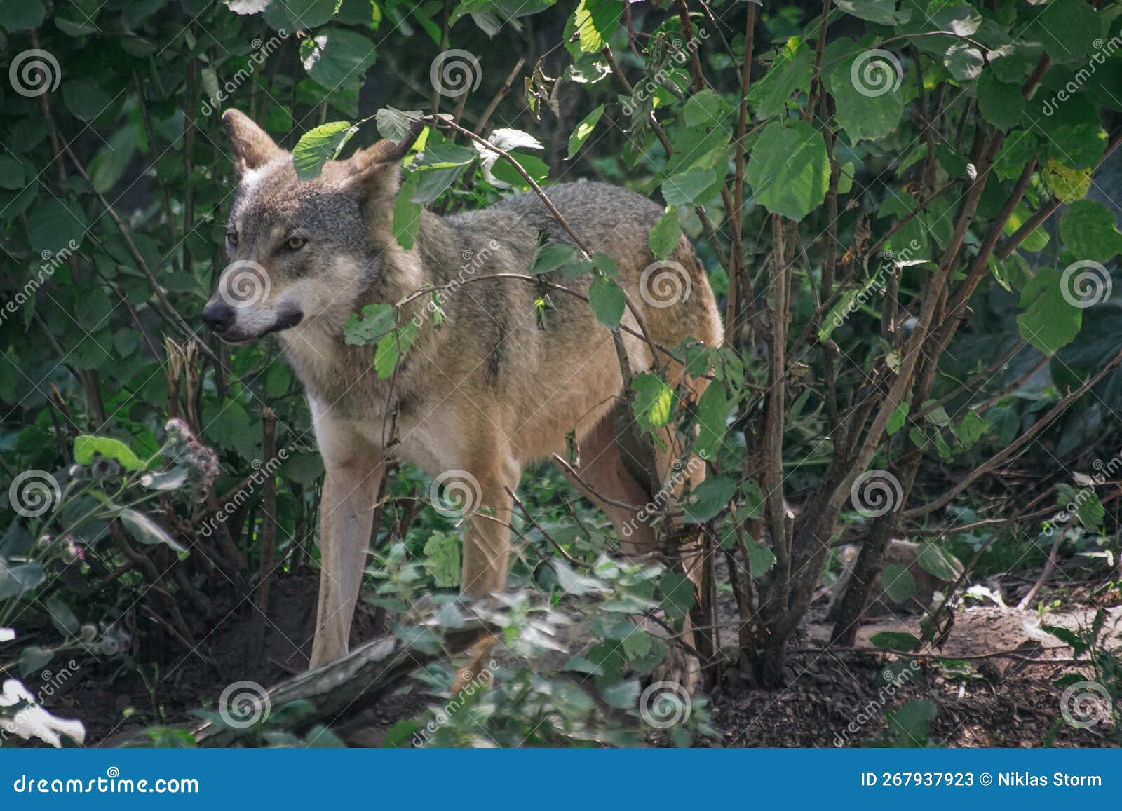 Side View of Wolf Standing in the Forest Stock Image - Image of person ...
