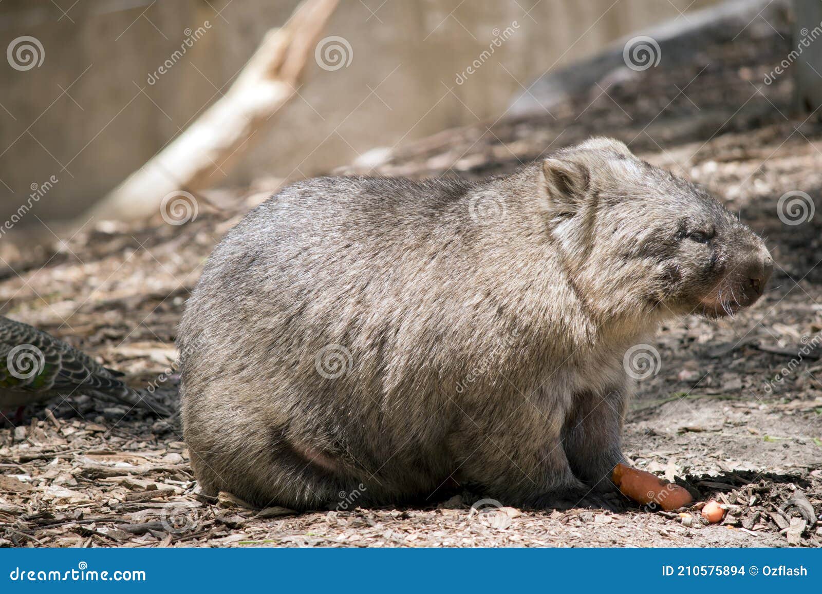 This is a Side View of a Wombat Stock Photo - Image of side, hairynosed ...