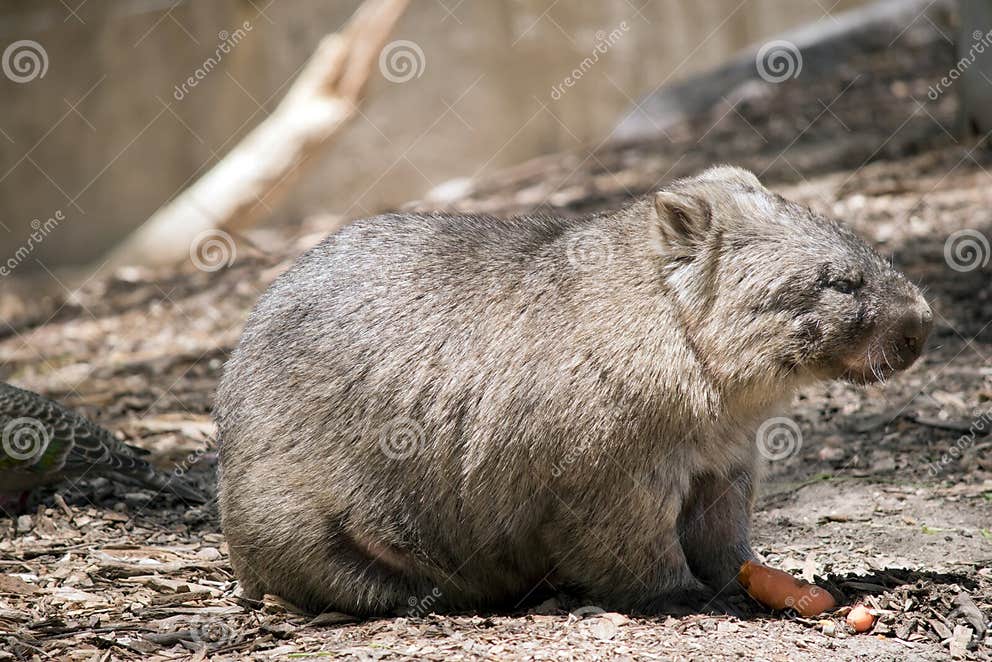 This is a Side View of a Wombat Stock Photo - Image of side, hairynosed ...