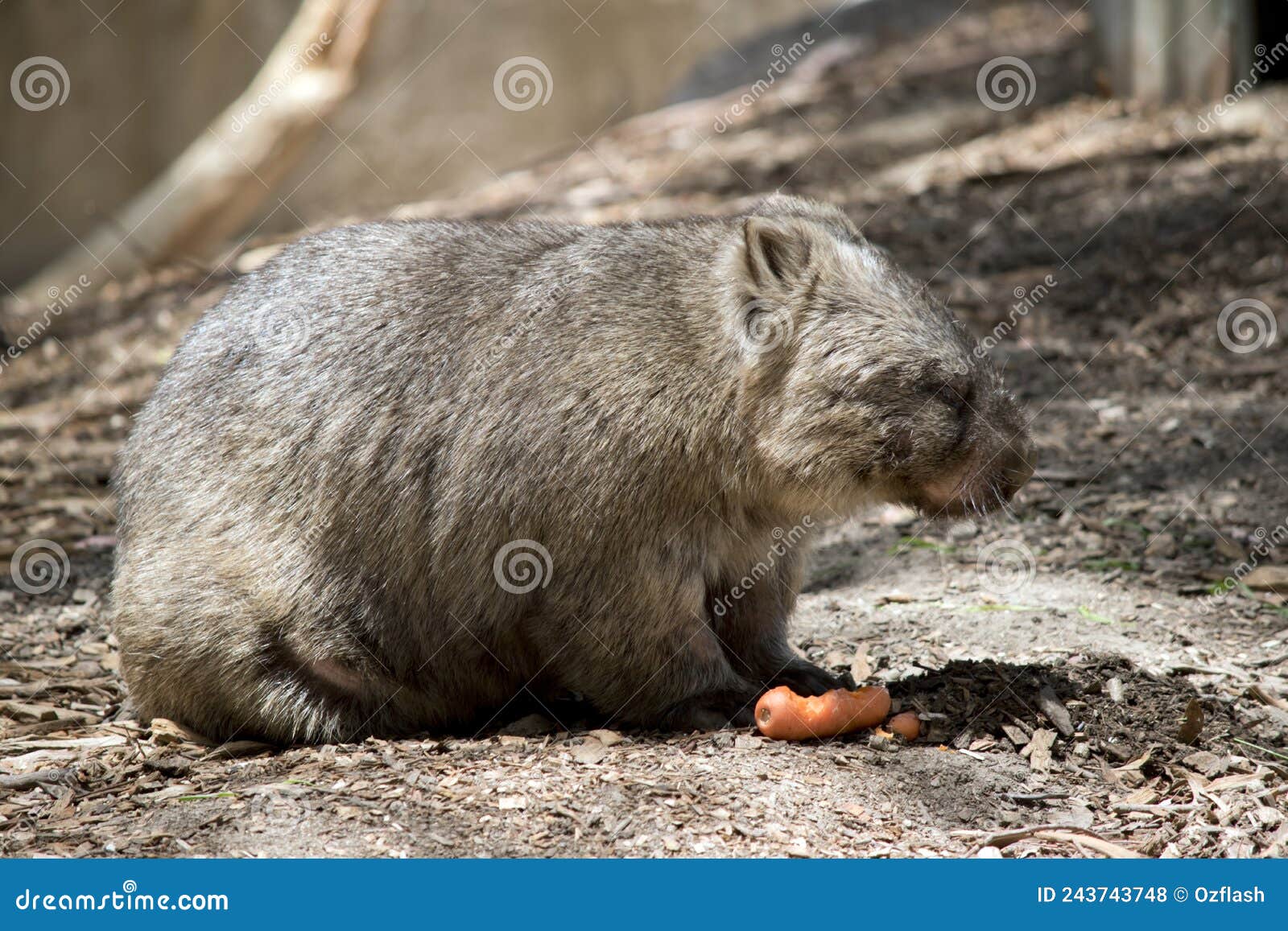 This is a Side View of a Wombat Stock Photo - Image of animal, mammal ...