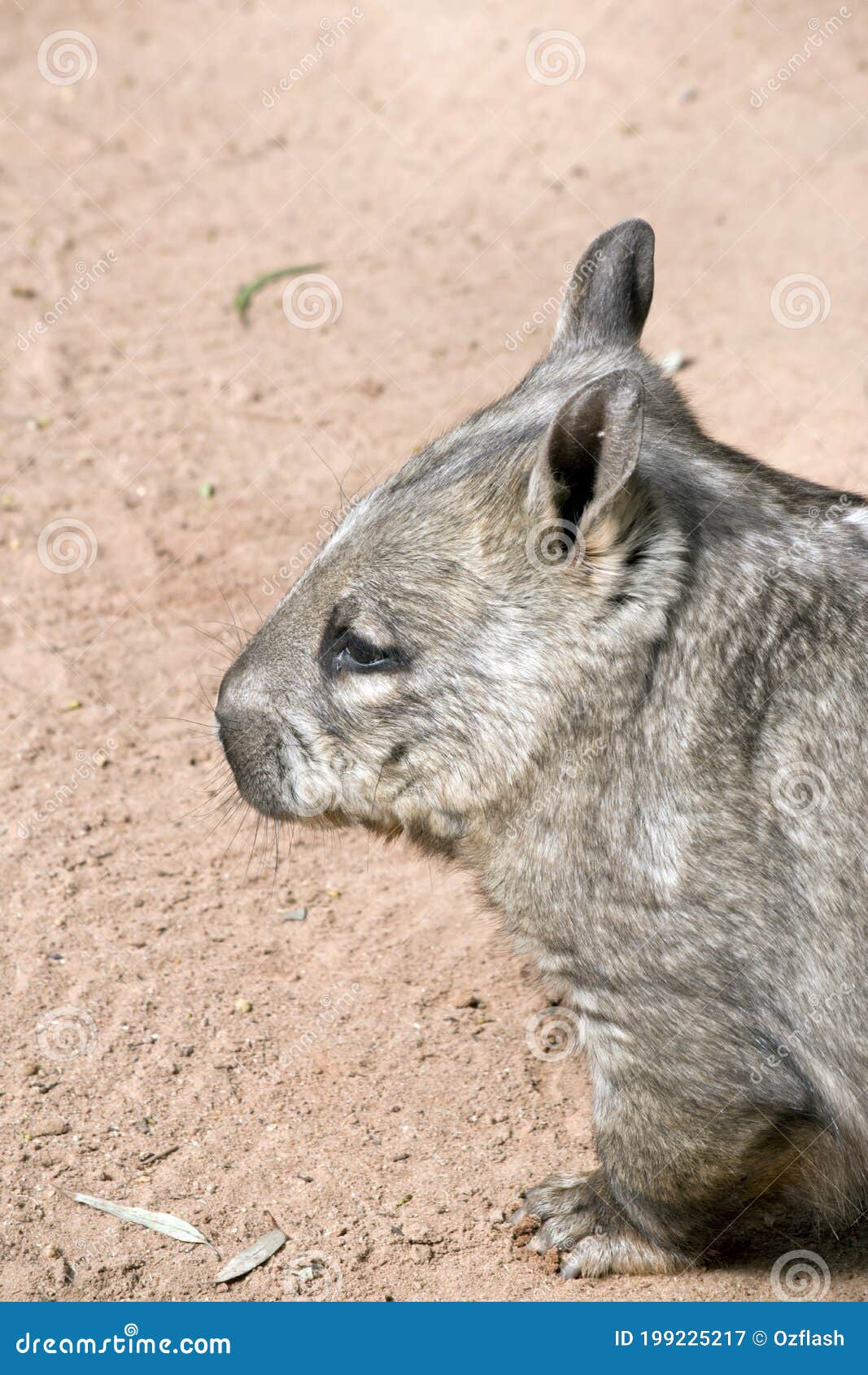 This is a Side View of a Wombat Stock Image - Image of australia ...
