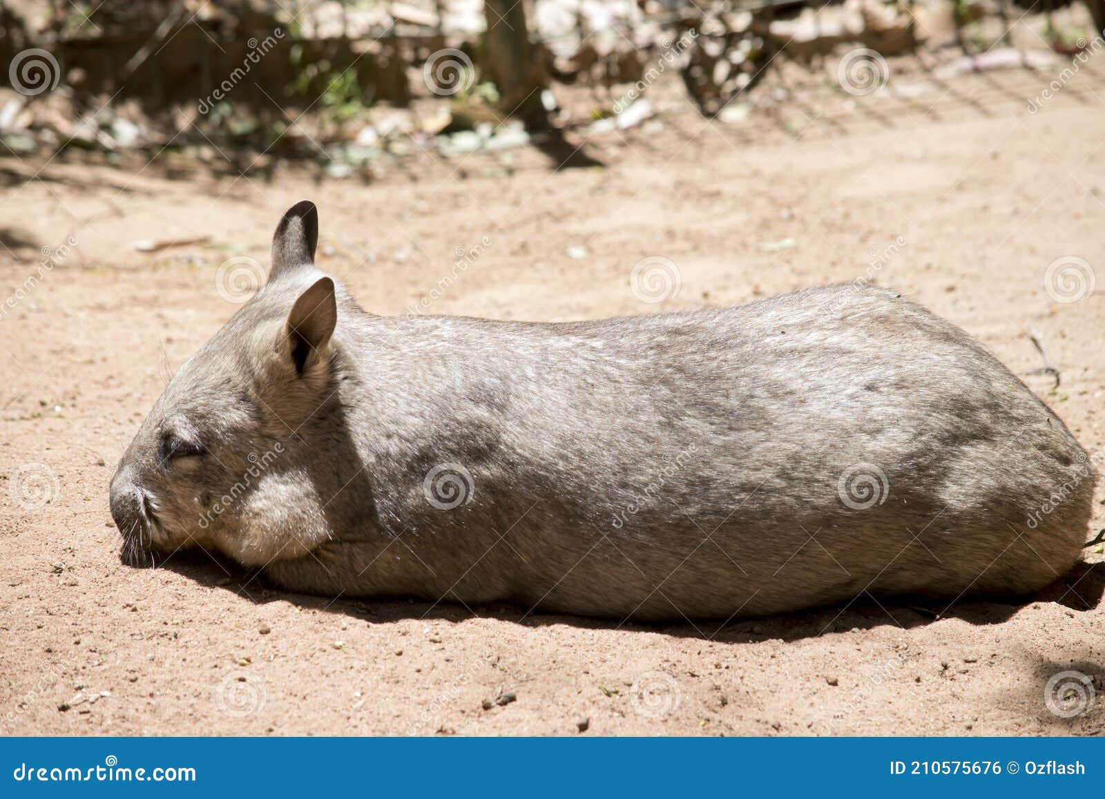 This is a Side View of a Wombat Stock Photo - Image of marsupial ...