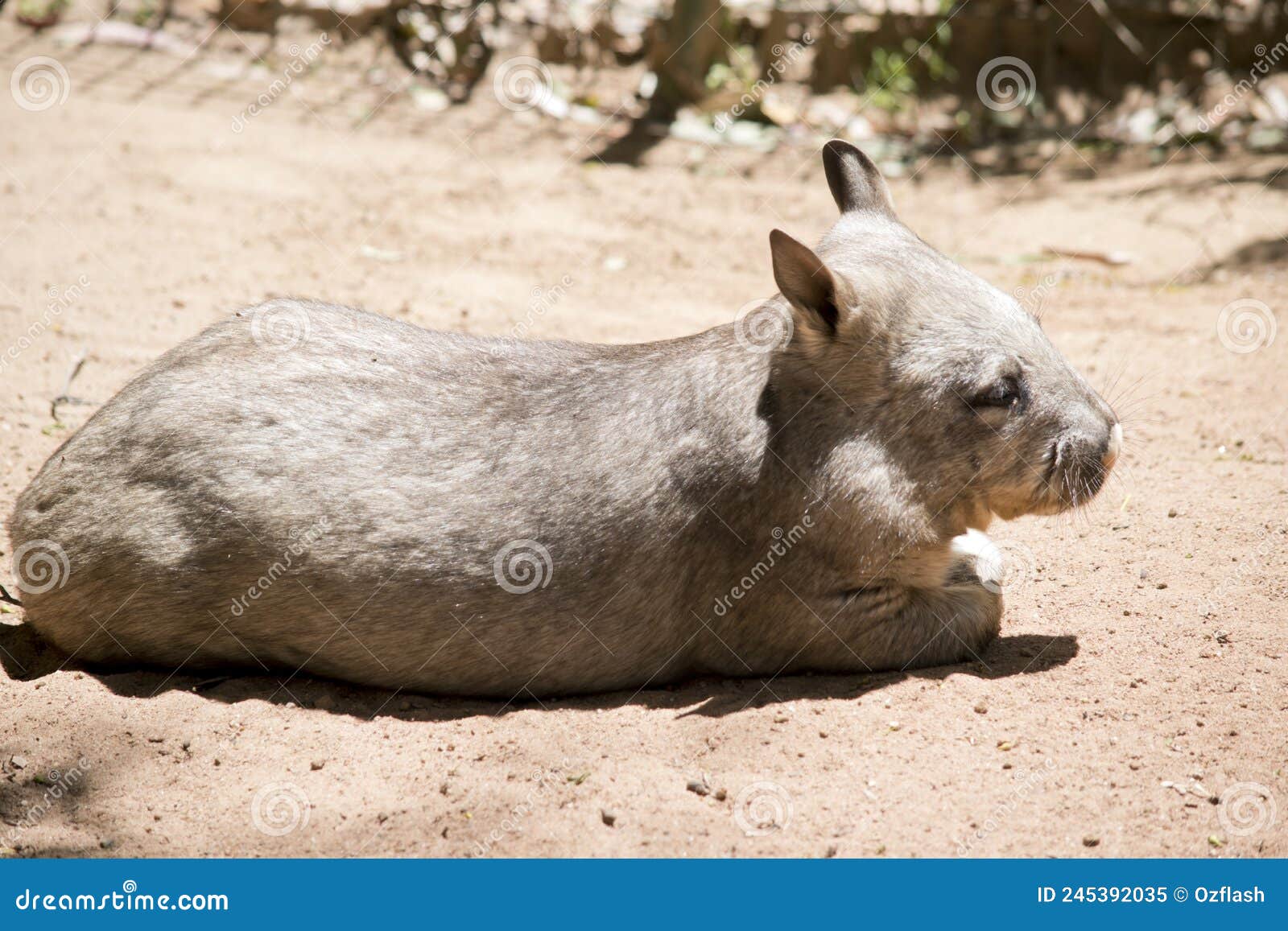 This is a Side View of a Wombat Stock Image - Image of wild, australia ...